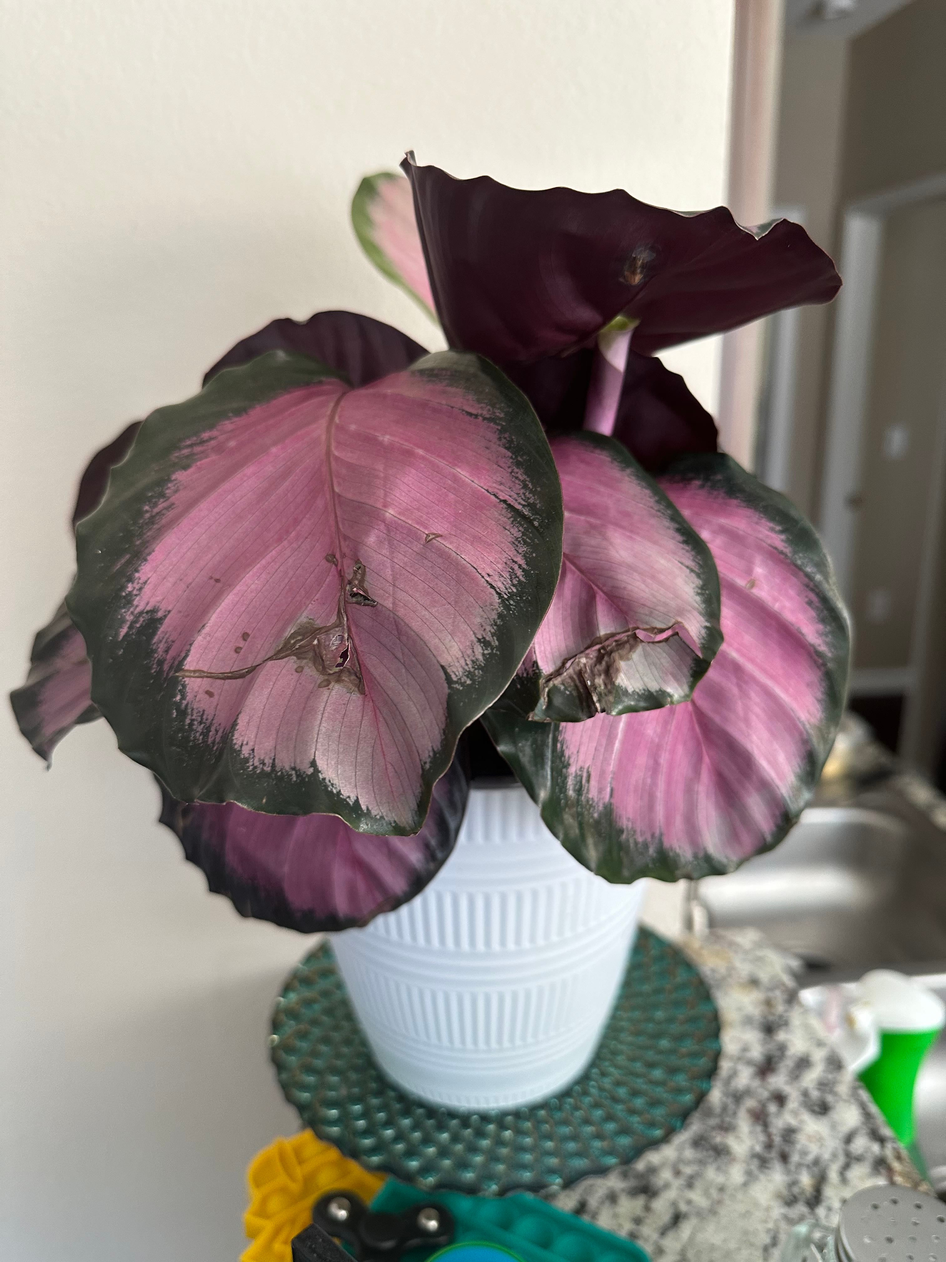 The Complete crimson rose calathea Plant Care Guide: Water, Light & Beyond