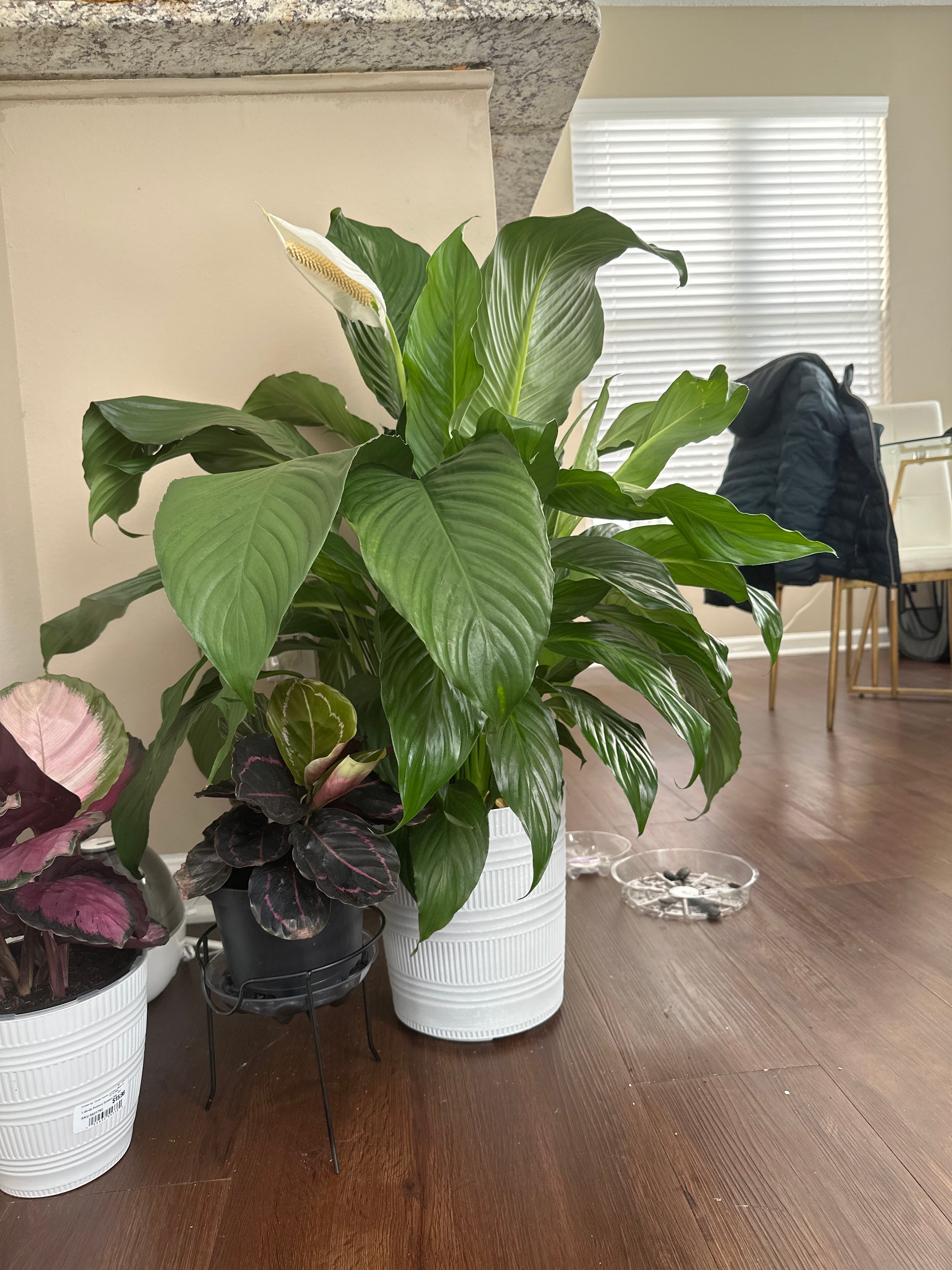 🔧 How To Fix Peace Lily Leaves Drooping