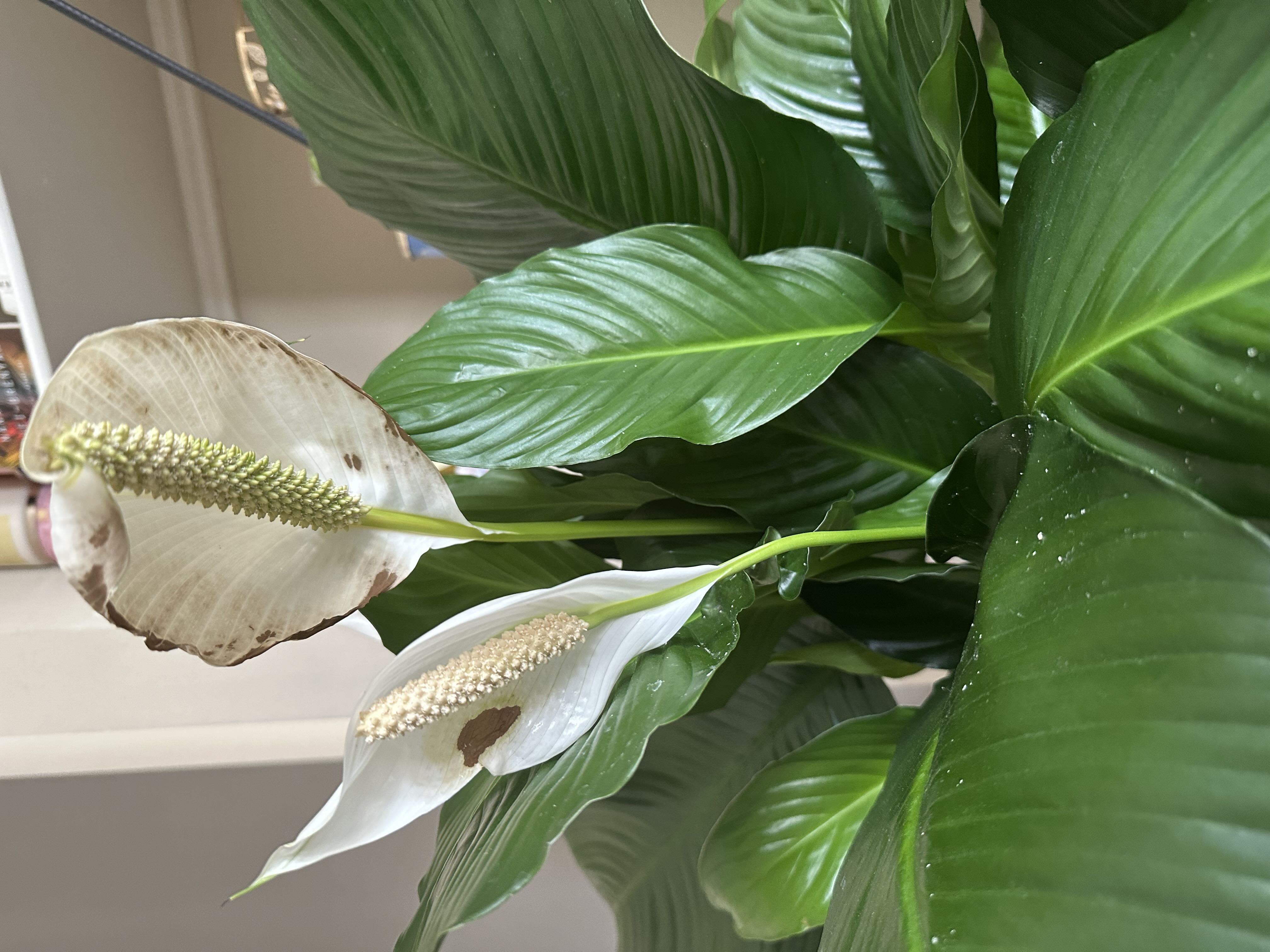 🐛 What To Do About Bugs On My Peace Lily?