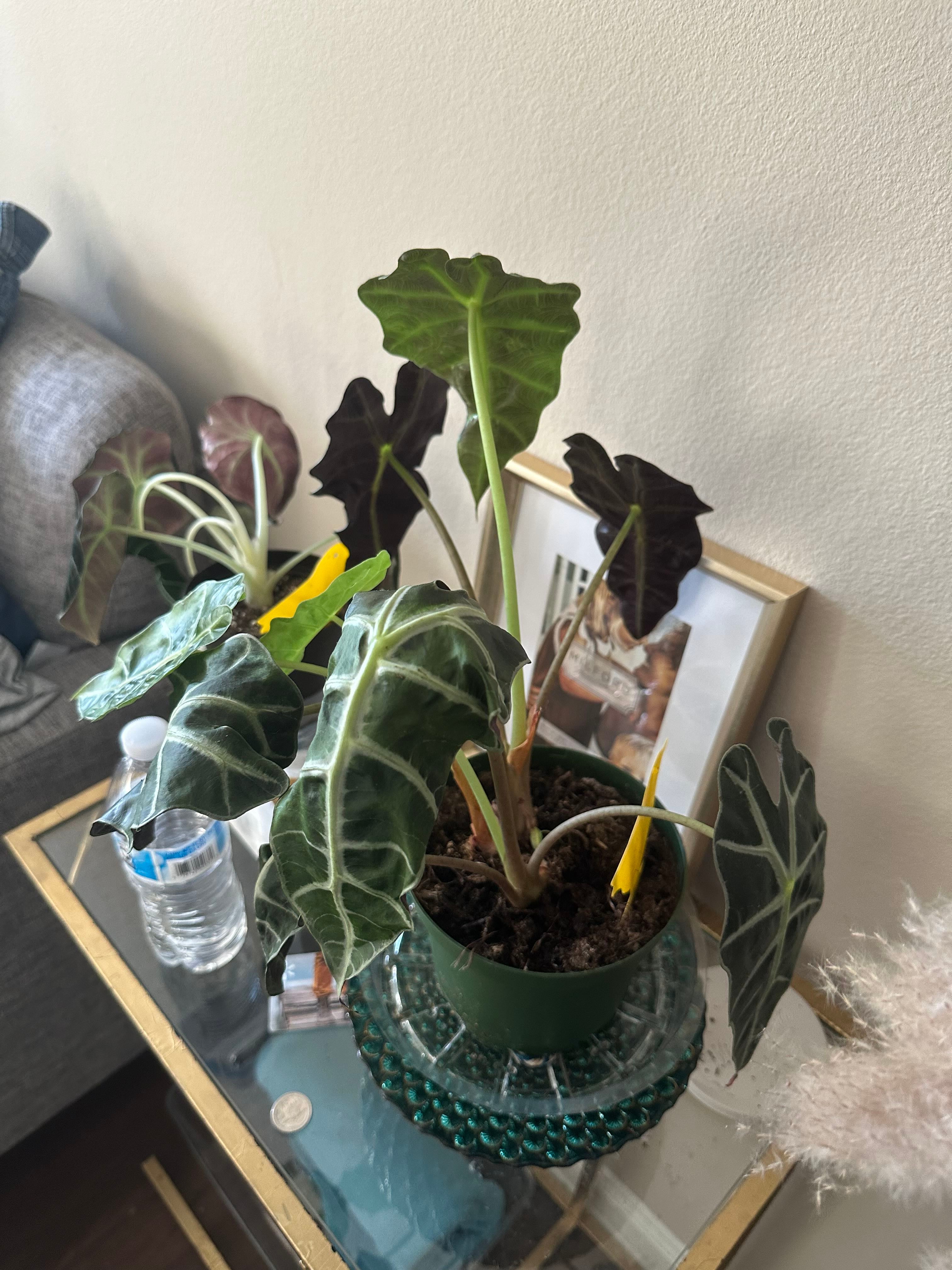 How to Care for Alocasia Polly Plant: Mastering Water, Sunlight & More