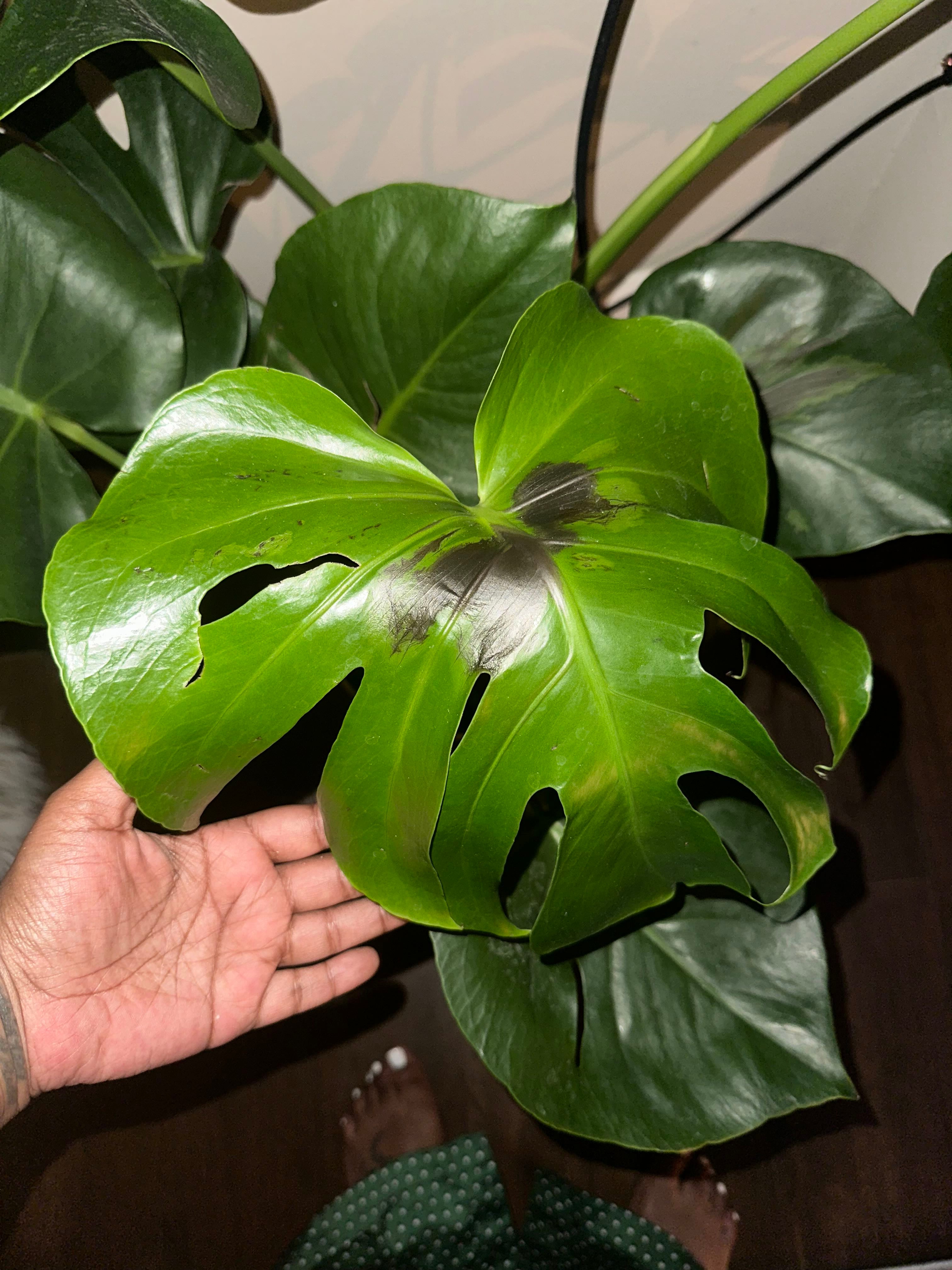 How to Care for Monstera: Mastering Water, Sunlight & More