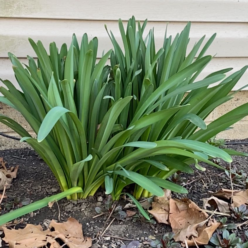 How to Propagate Your Resurrection Lily