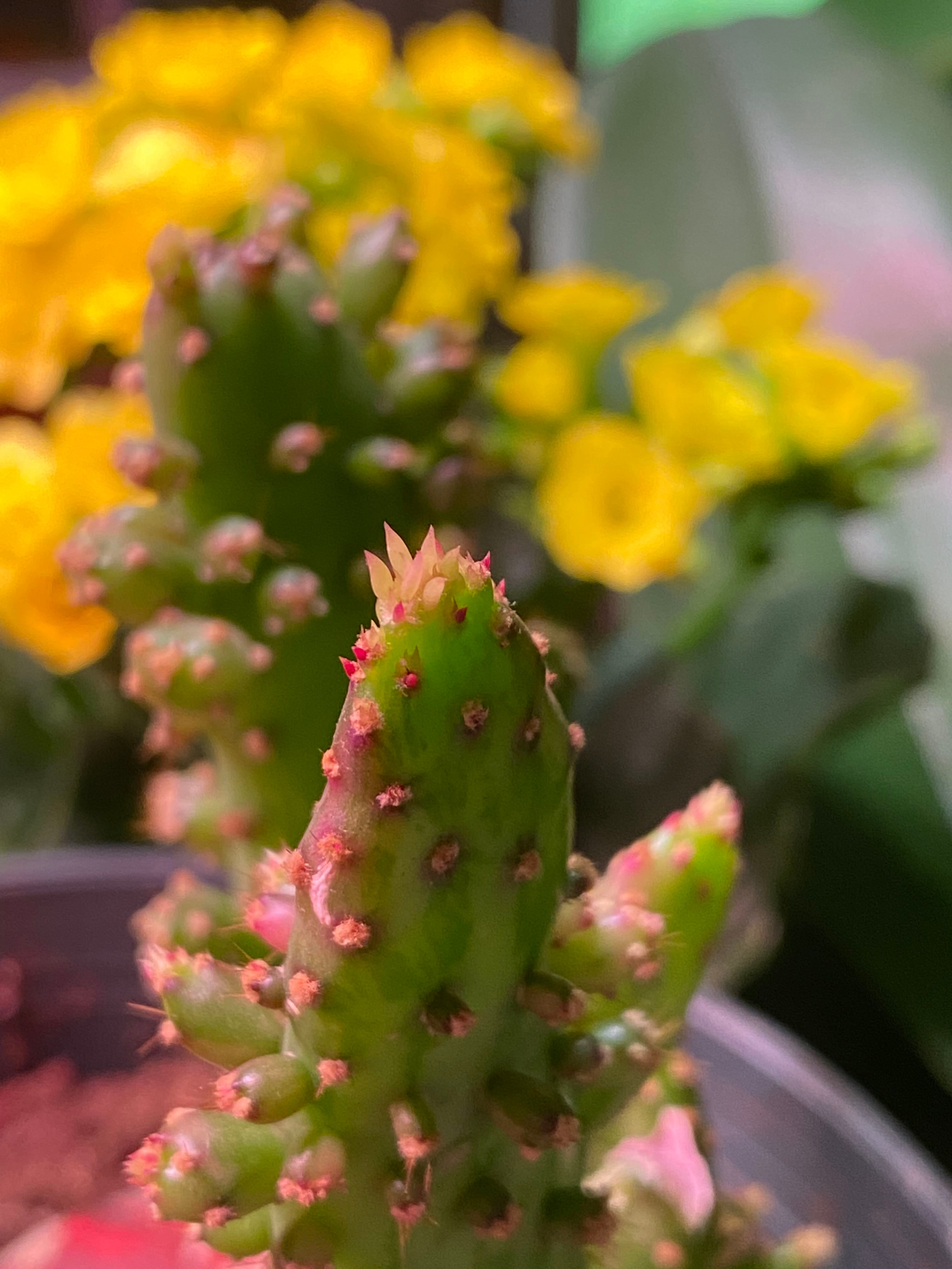 Angel wing's cactus: How Much Water & Light Does it Need to Thrive?