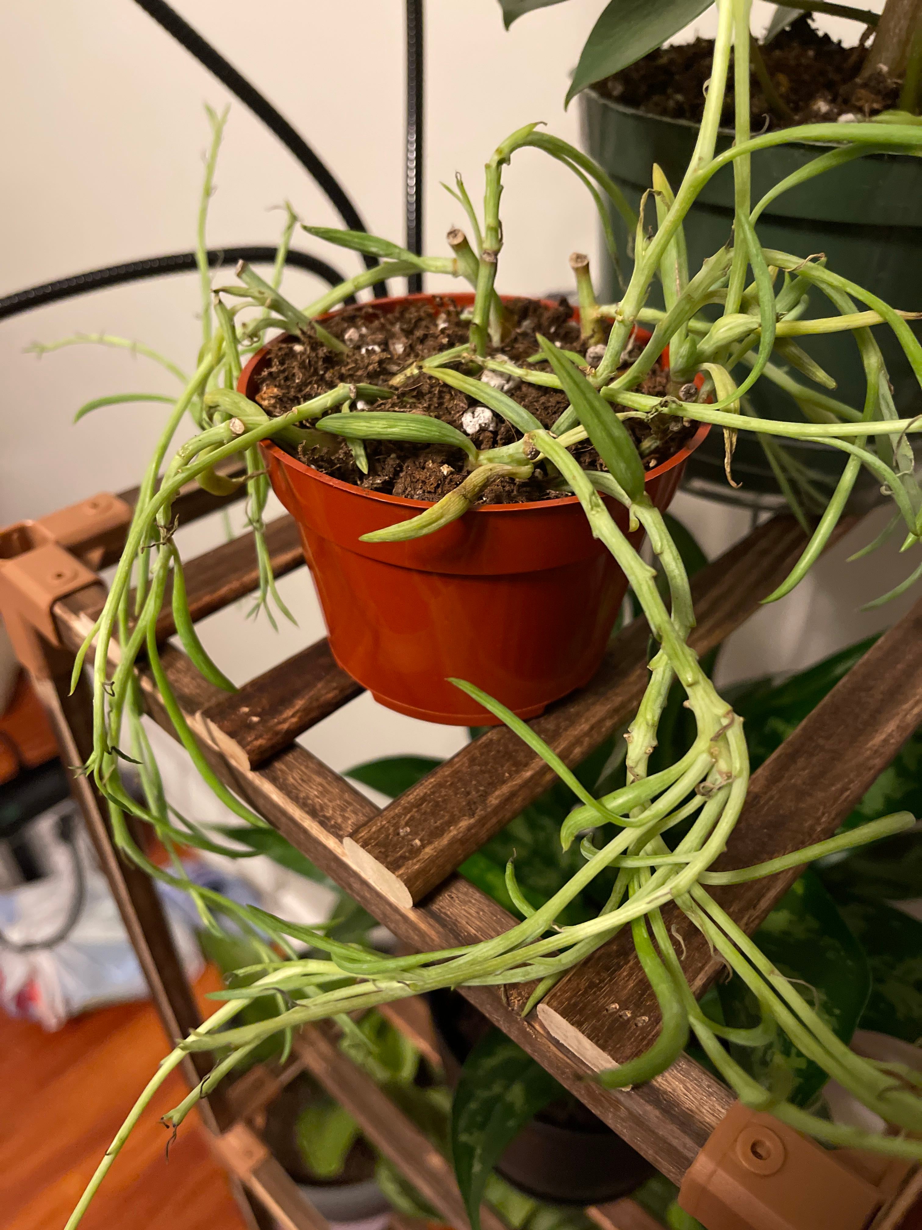 My string of bananas seems to be dying… how do I have it?...