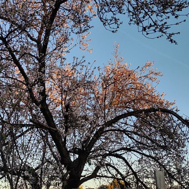 almond tree Care 101: Water, Light & Growing Tips