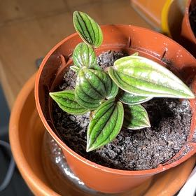 •Demeter | A plant by @PlantDaddio on Greg