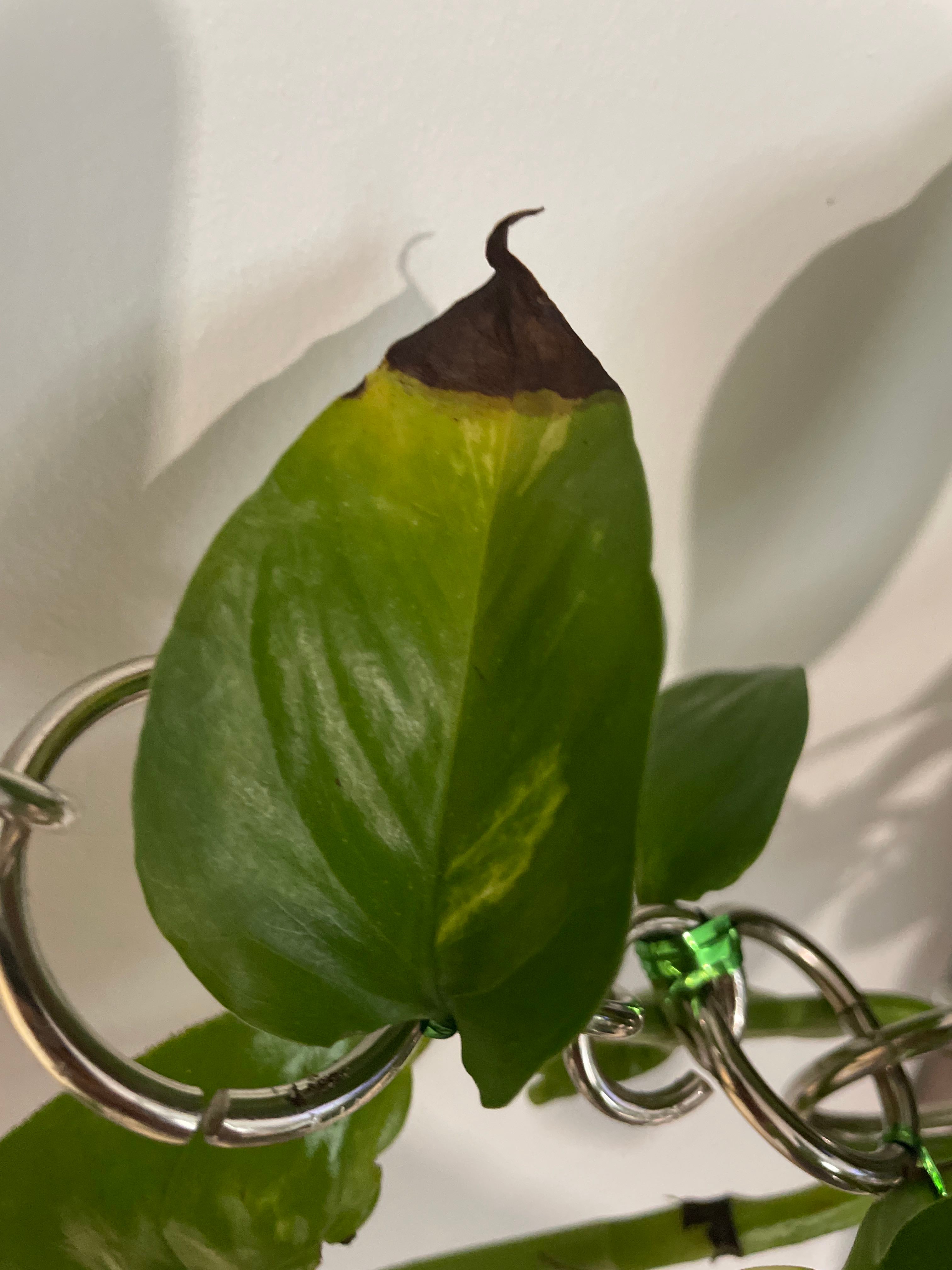 Golden Pothos - Brown Tip?