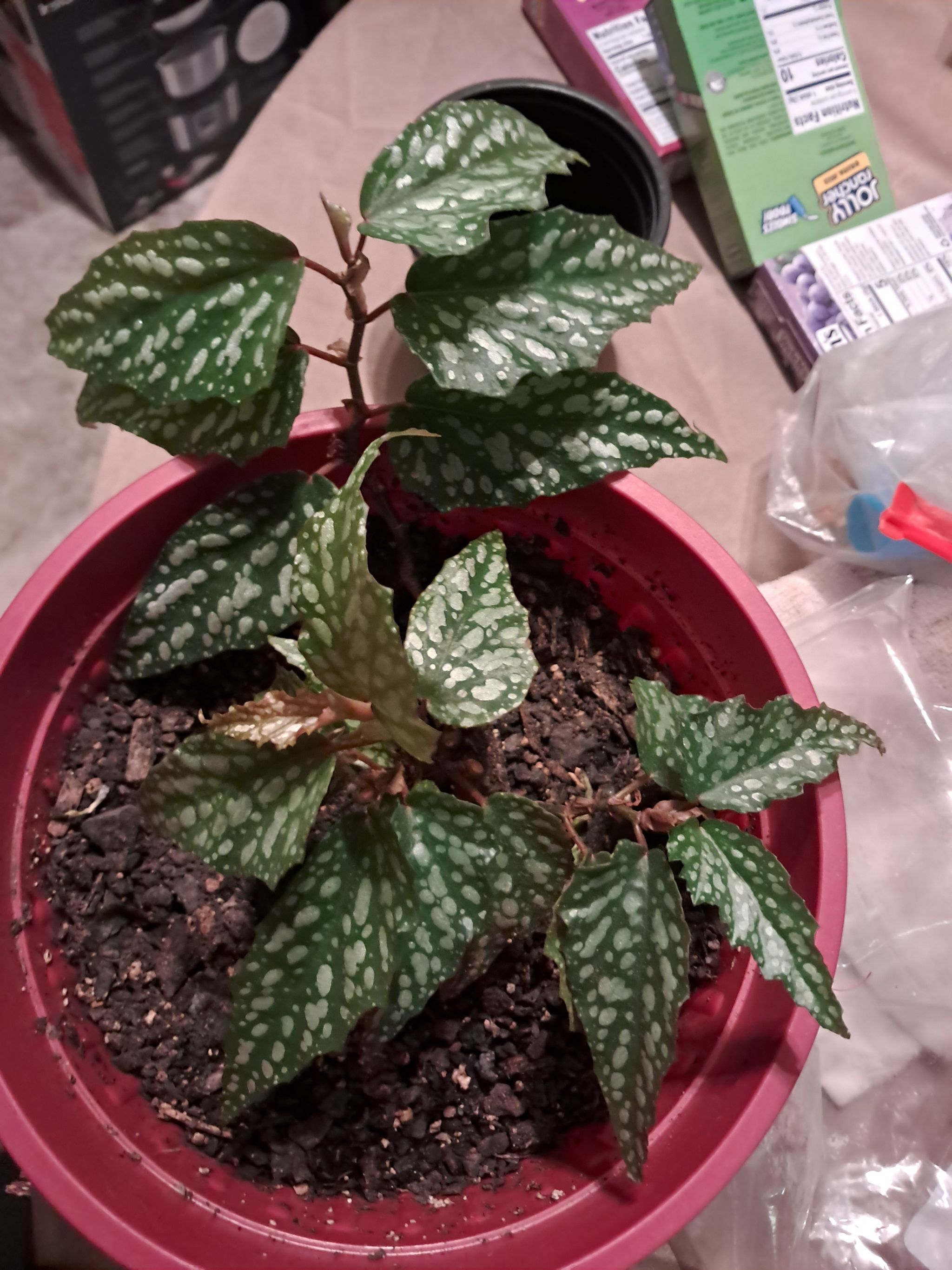 How to Care for Fuchsia Begonia 'Rose': Mastering Water, Sunlight & More