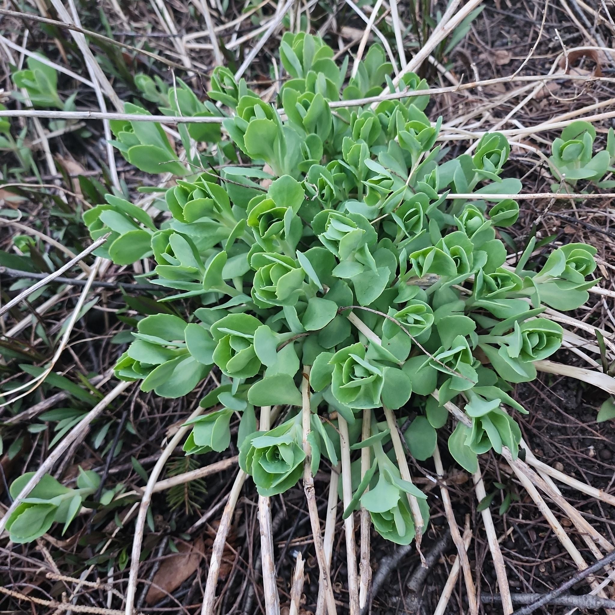 Black Spots on My Orpine Leaves