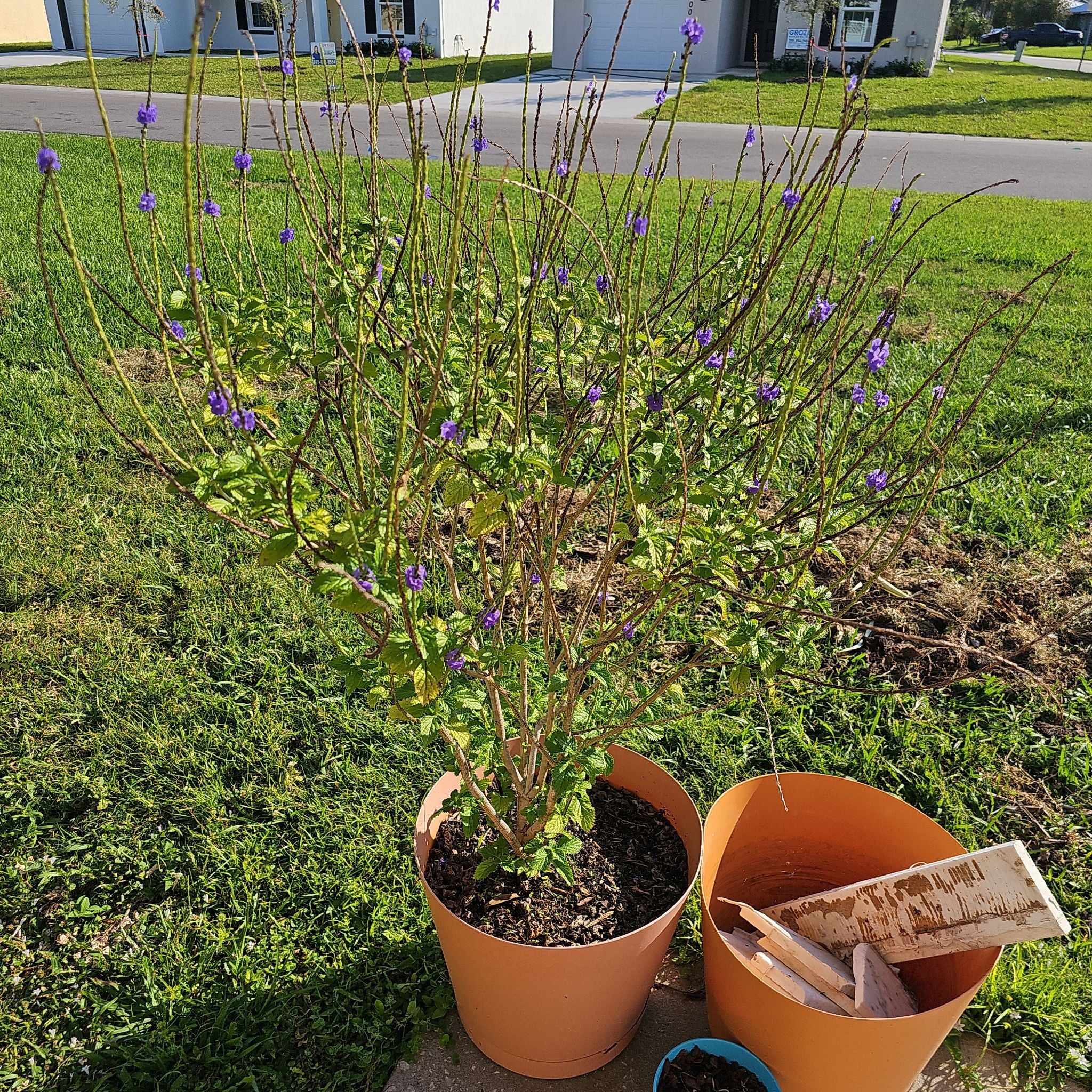 10 Advantages of Having a Blue Porterweed