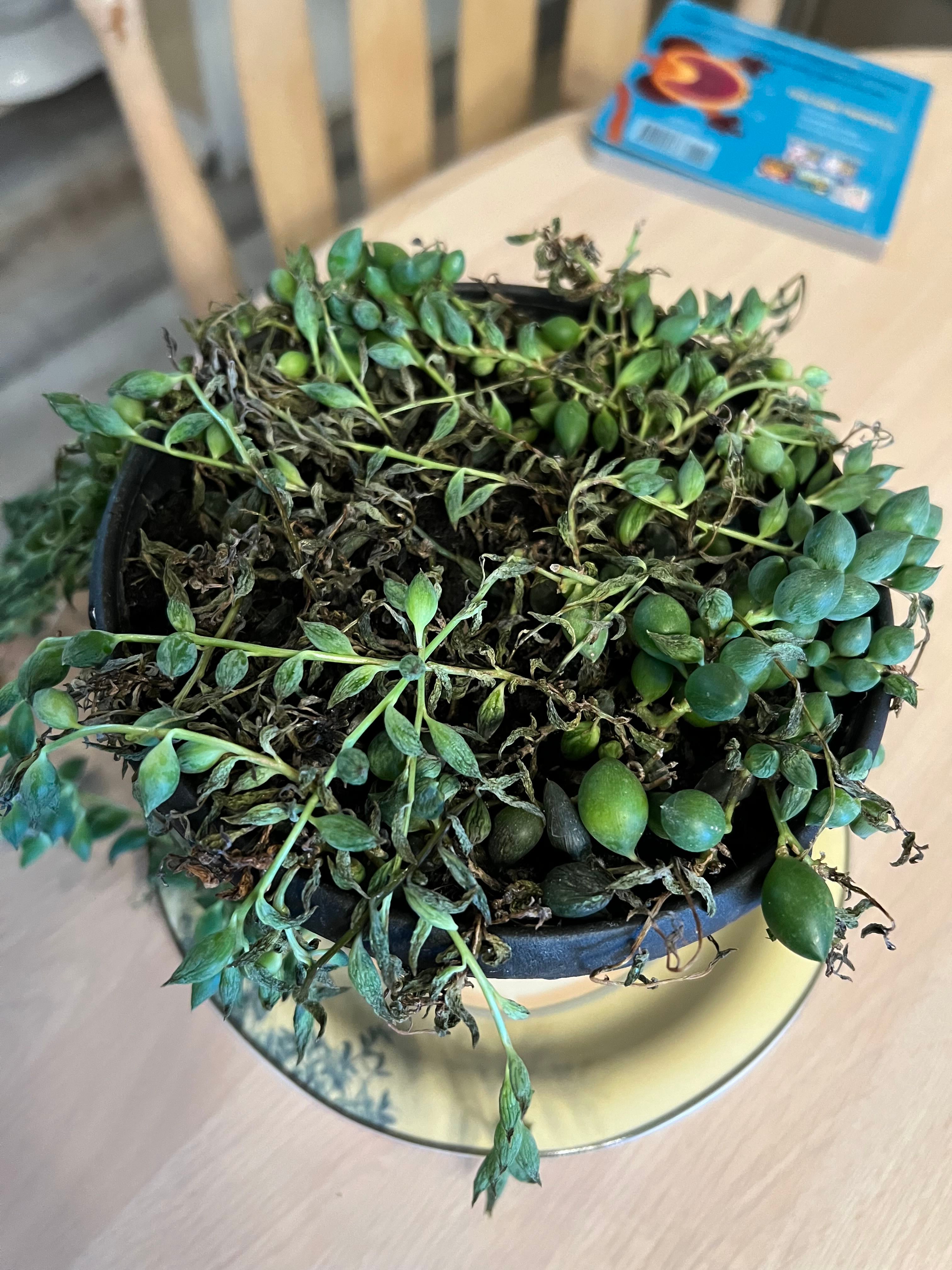 String of Raindrops: How Much Water & Light Does it Need to Thrive?