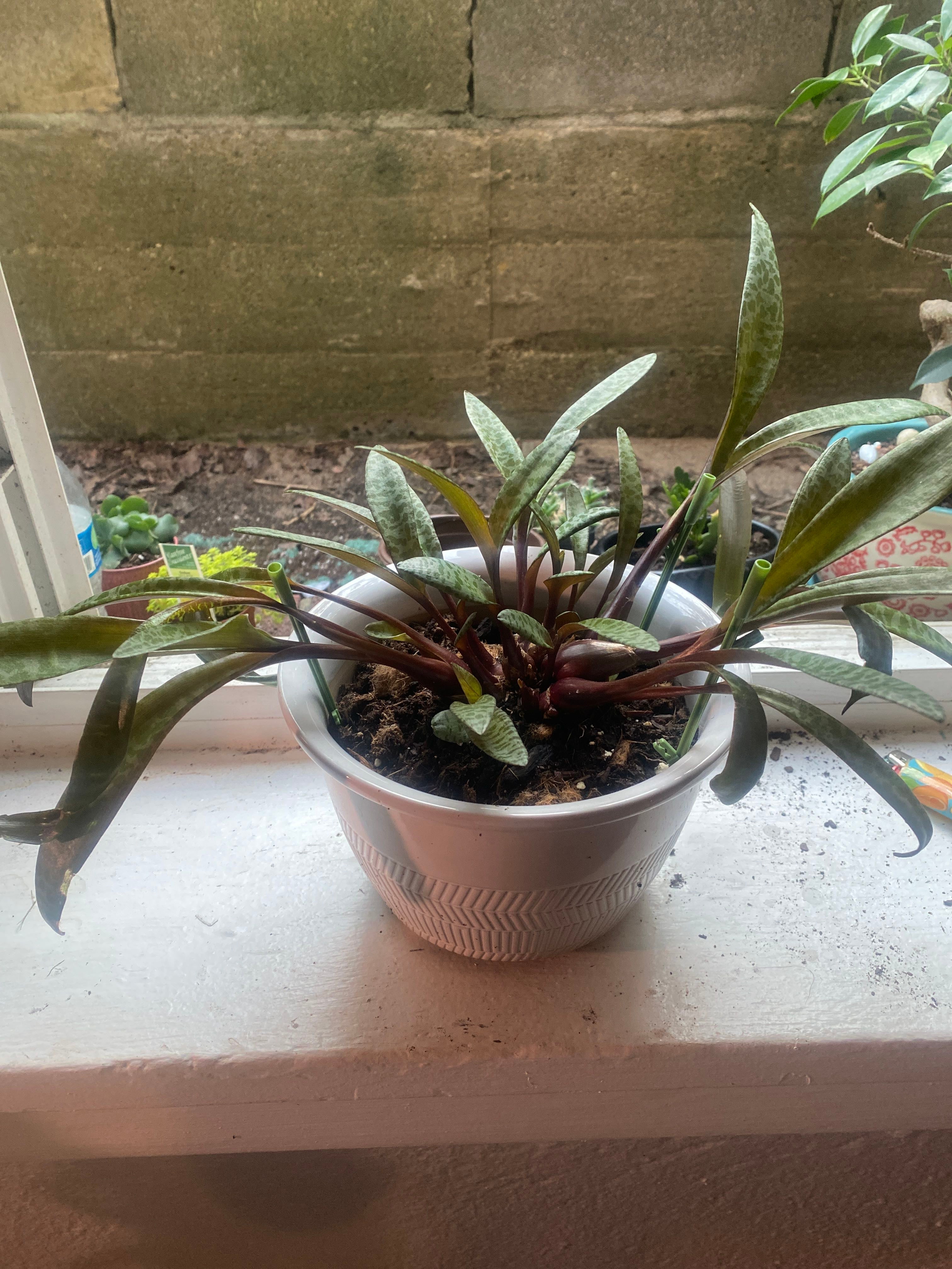 How to Care for Silver Squill: Mastering Water, Sunlight & More