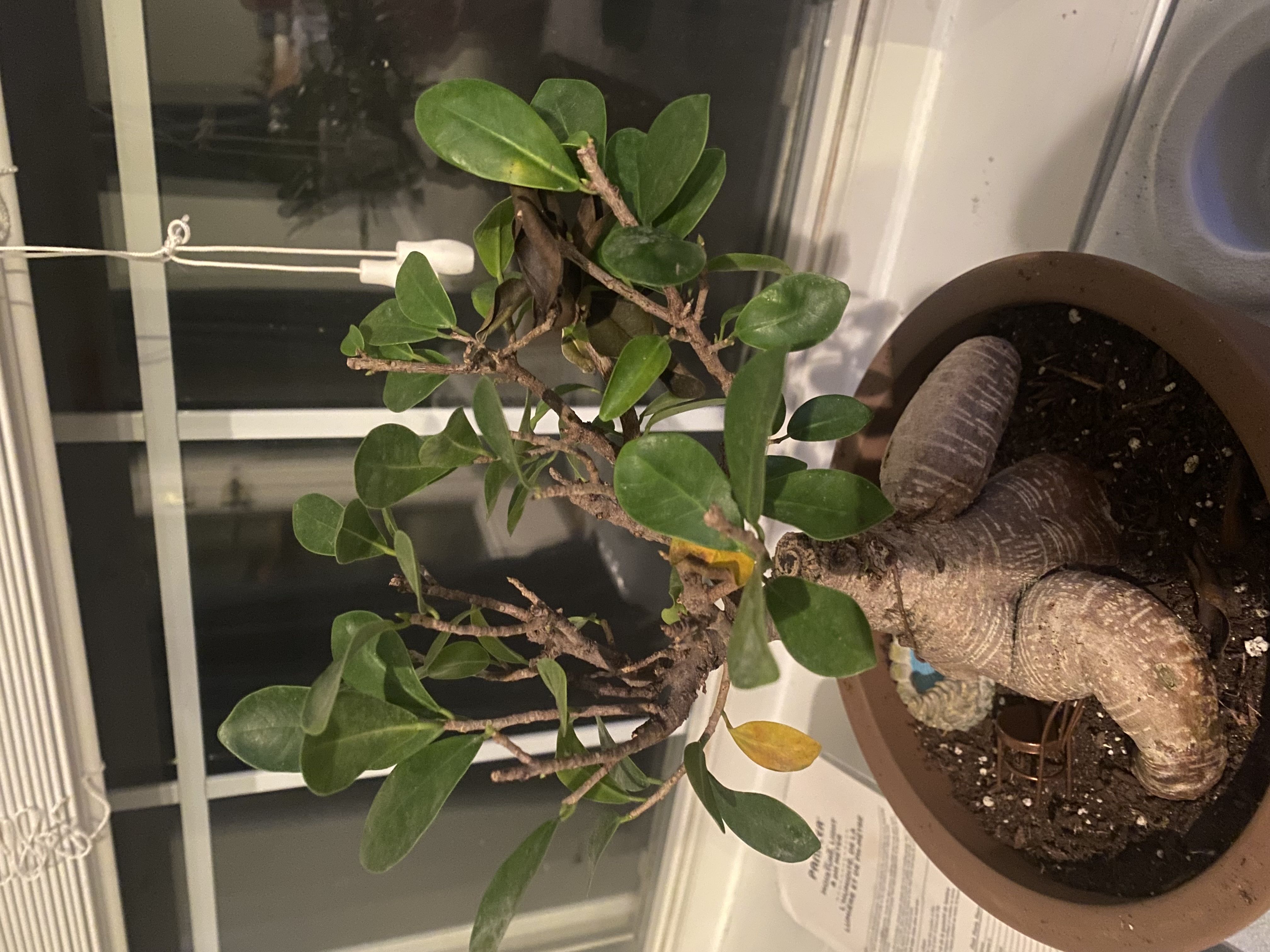Keep Your Ficus Ginseng Alive: Light, Water & Care Instructions