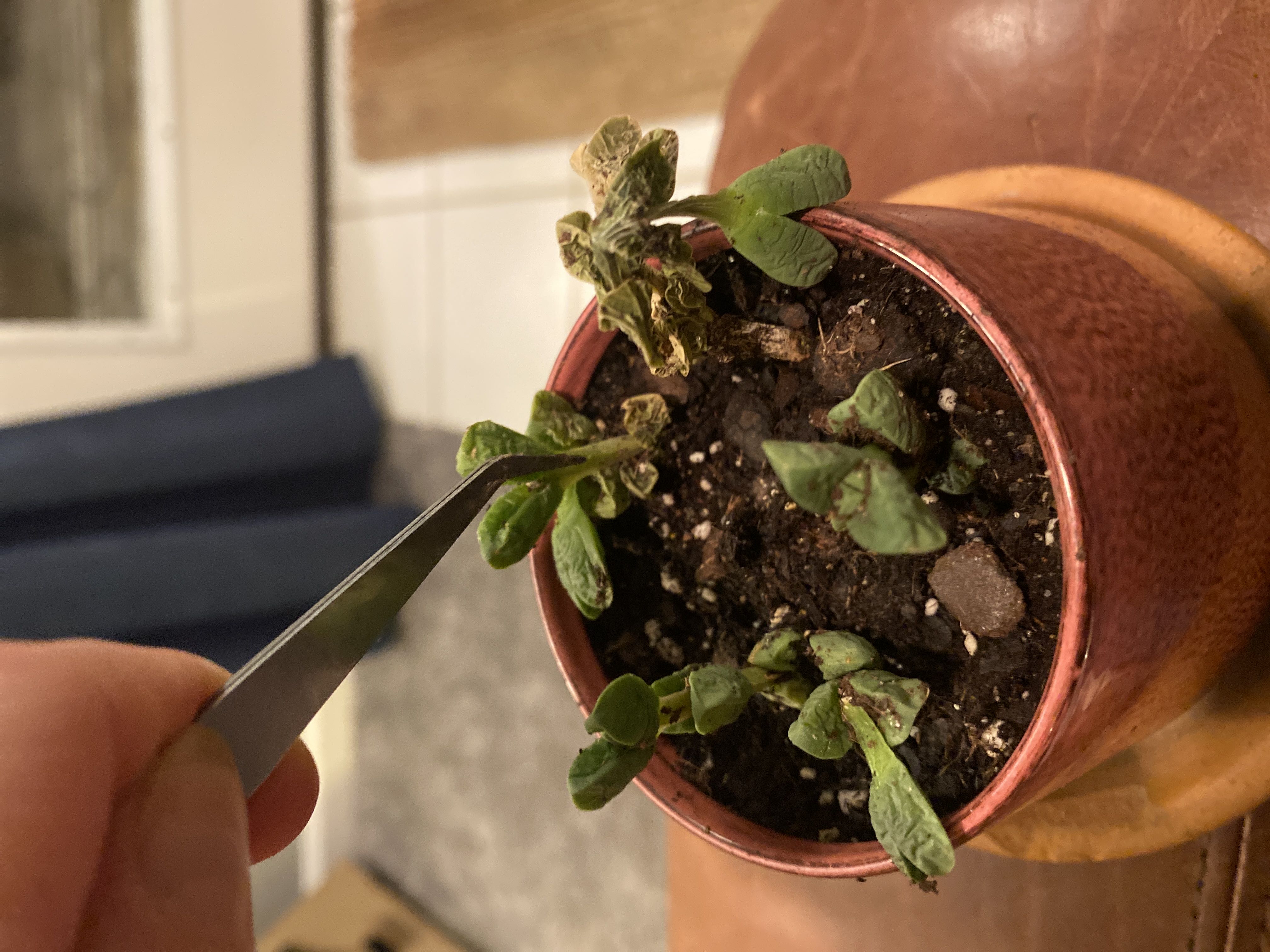 Ice plant Care 101: Water, Light & Growing Tips