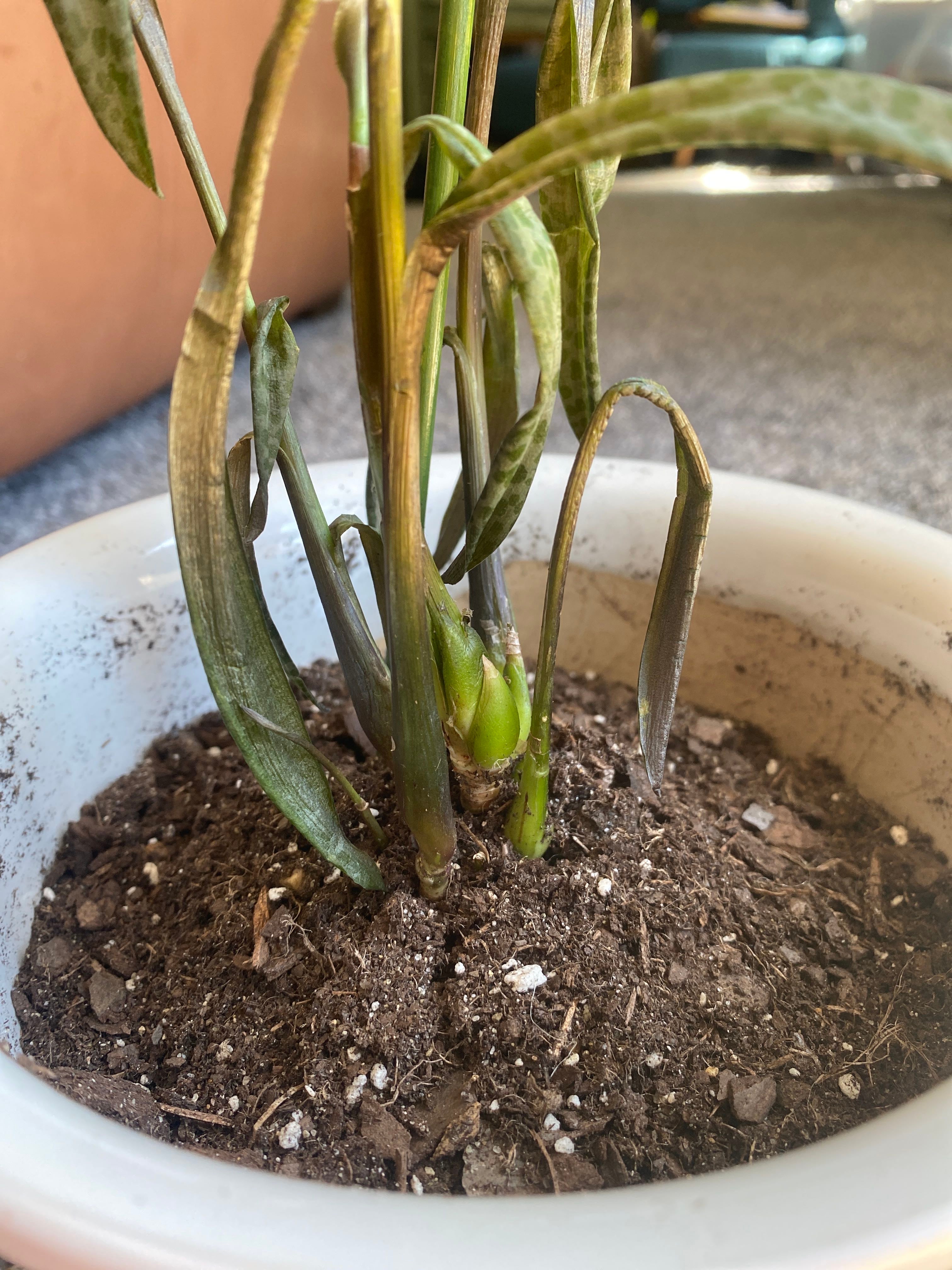 Silver Squill: How Much Water & Light Does it Need to Thrive?