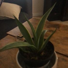 The Complete Agave desmetiana 'Variegata' Plant Care Guide: Water ...