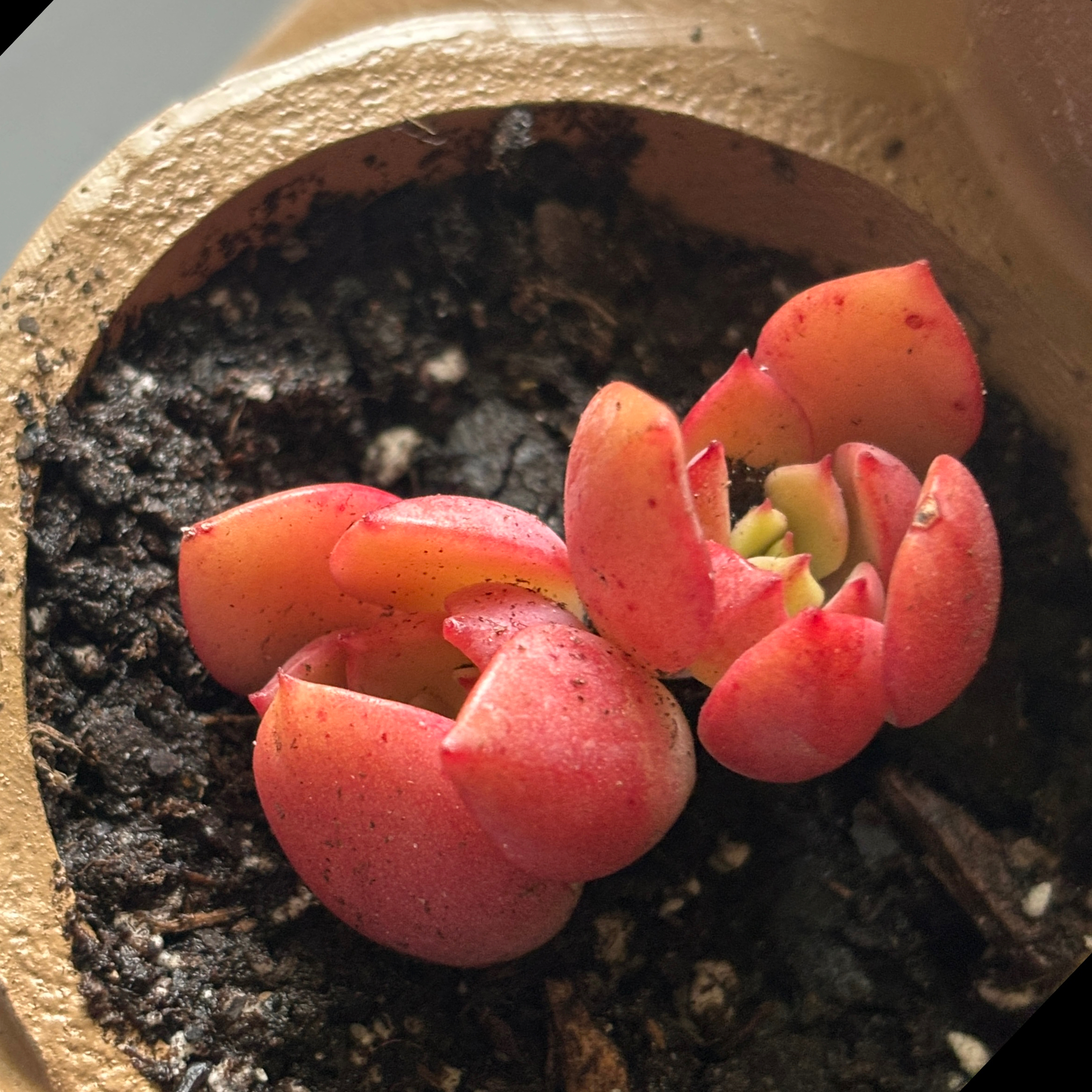 The Complete Echeveria 'Red Noble' Plant Care Guide: Water, Light & Beyond