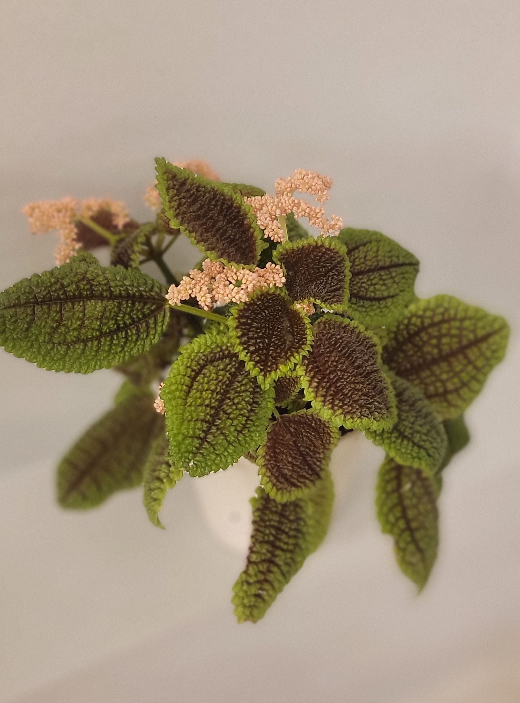 Friendship Plant Plant Care: Water, Light, Nutrients | Greg App 🌱