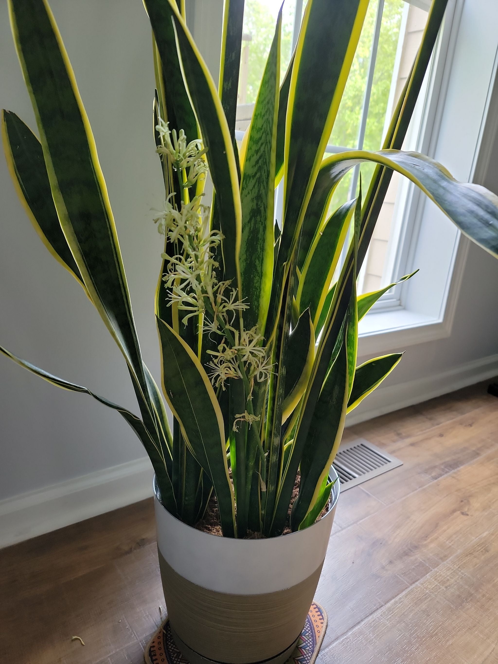 My snake plant is soooo happy this spring! First bloom in...