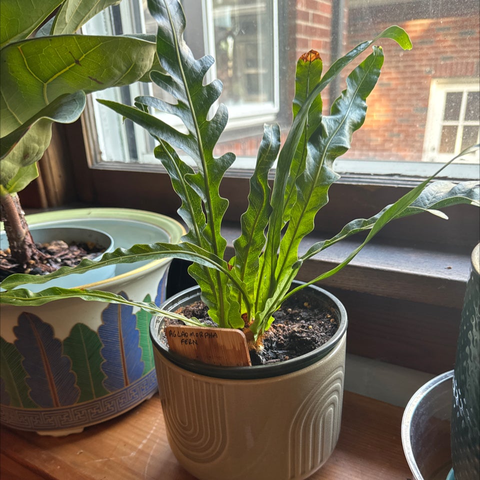 Santa Rosa Fern Plant Care: Water, Light, Nutrients | Greg App 🌱