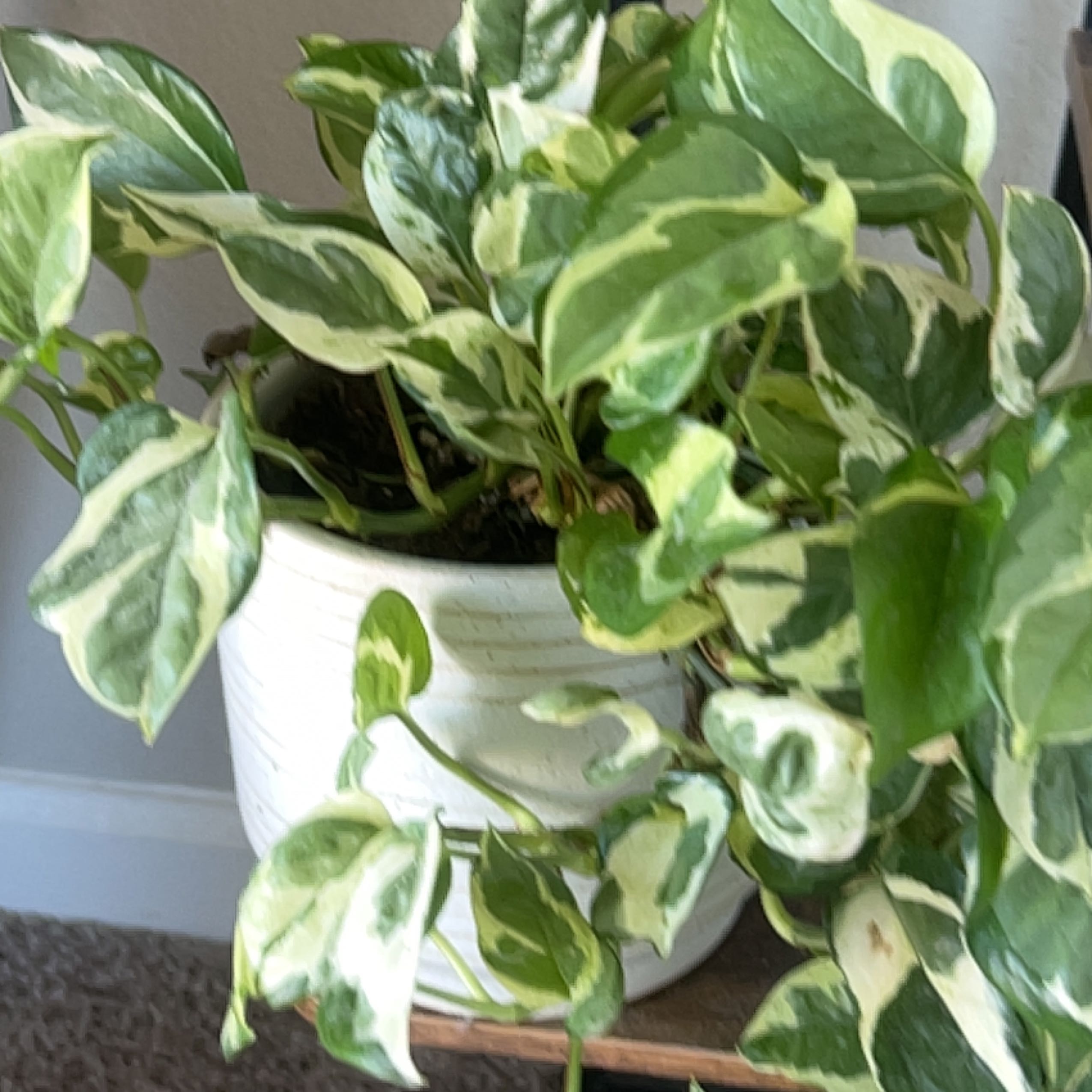 Huckleberry Fern | A plant by @DotingPothos on Greg