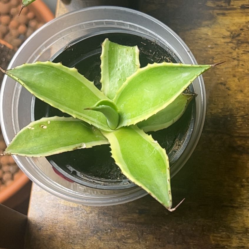 Emerson | A plant by @HerbTerp on Greg