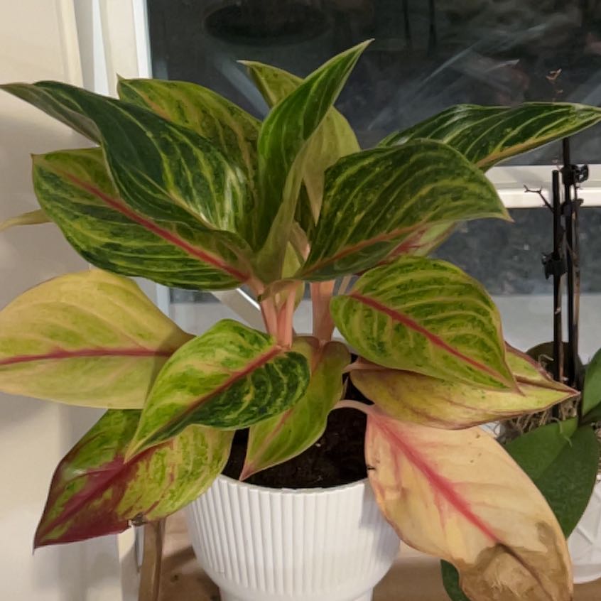 Bella | A plant by @HeiressAlocasia on Greg