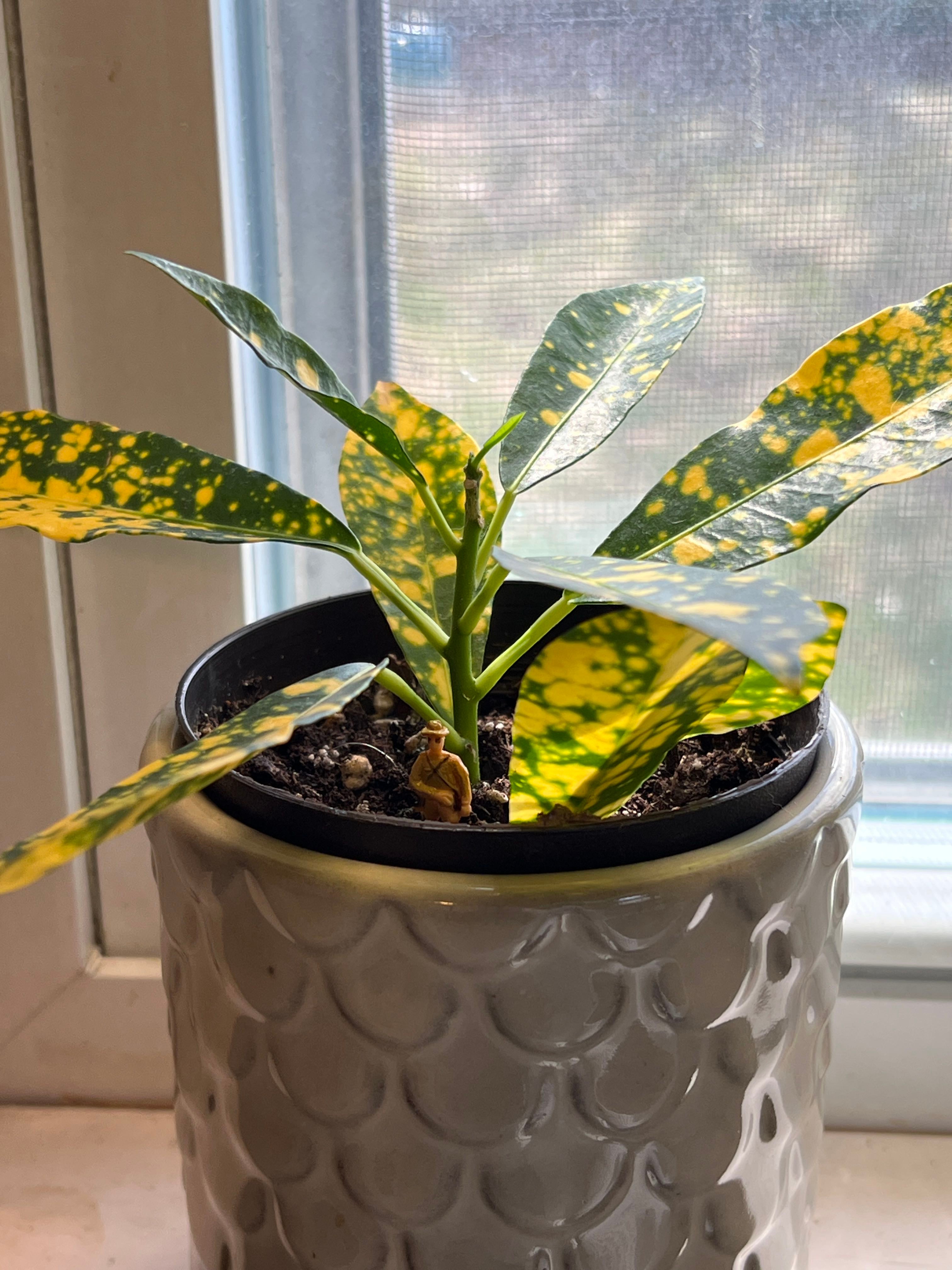 The Complete Luna Croton Plant Care Guide: Water, Light & Beyond