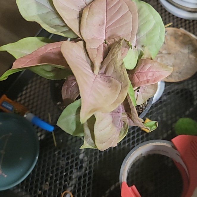 Gregarious | A plant by @GeniusScotspine on Greg