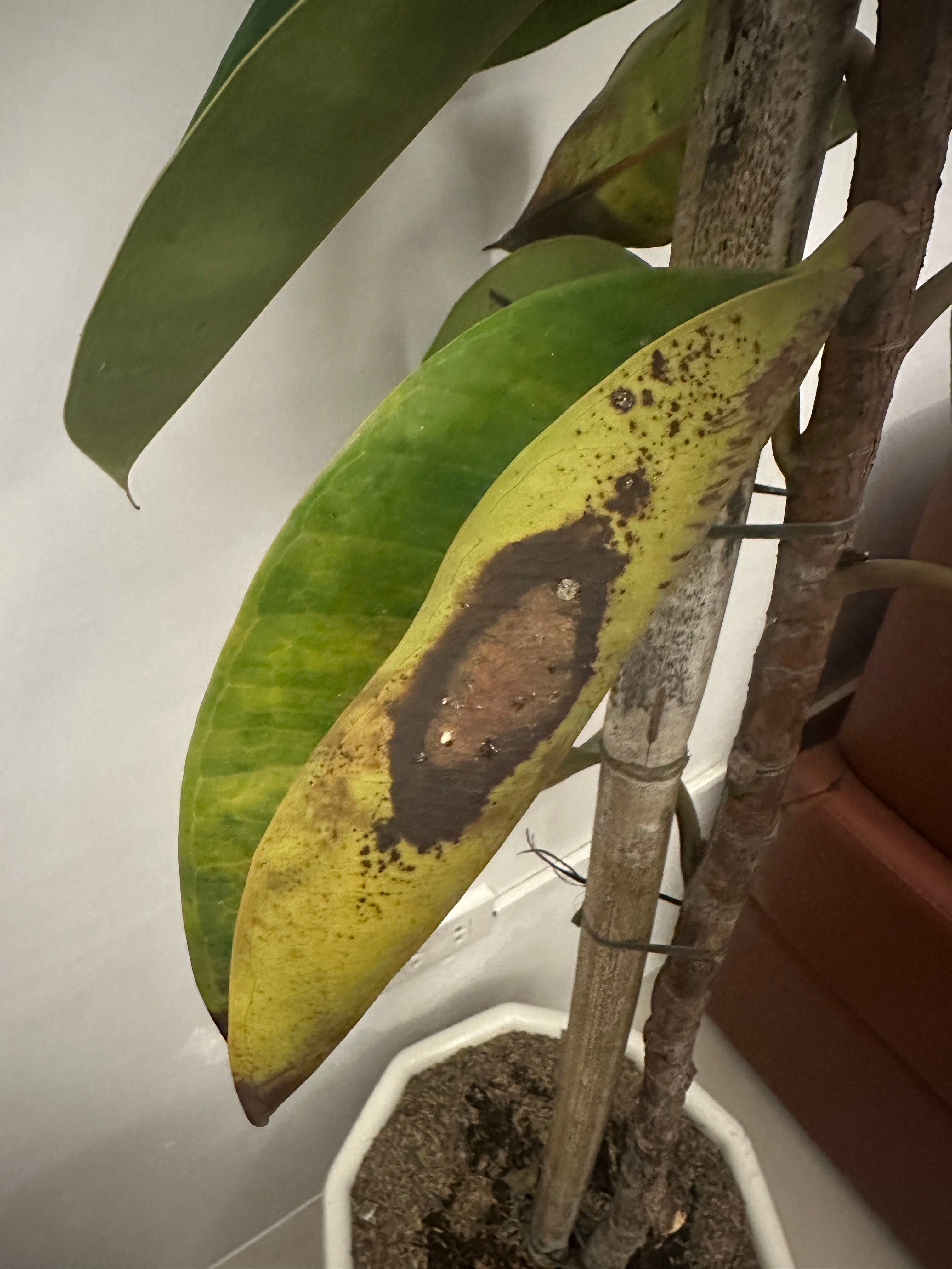 What Are The Bugs on My Rubber Plant? 🐛