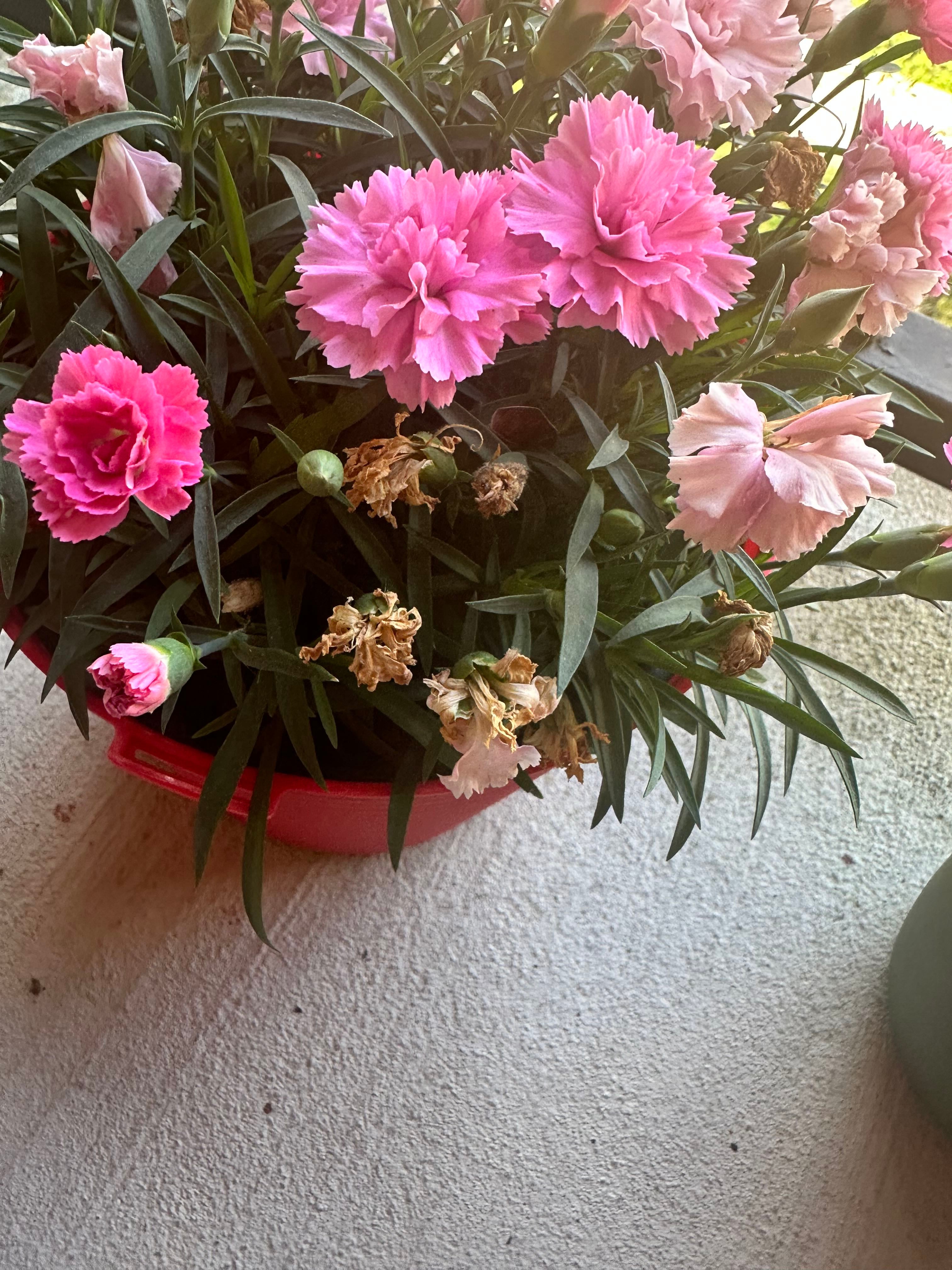 Dianthus 'Pink Kisses' Care 101: Water, Light & Growing Tips
