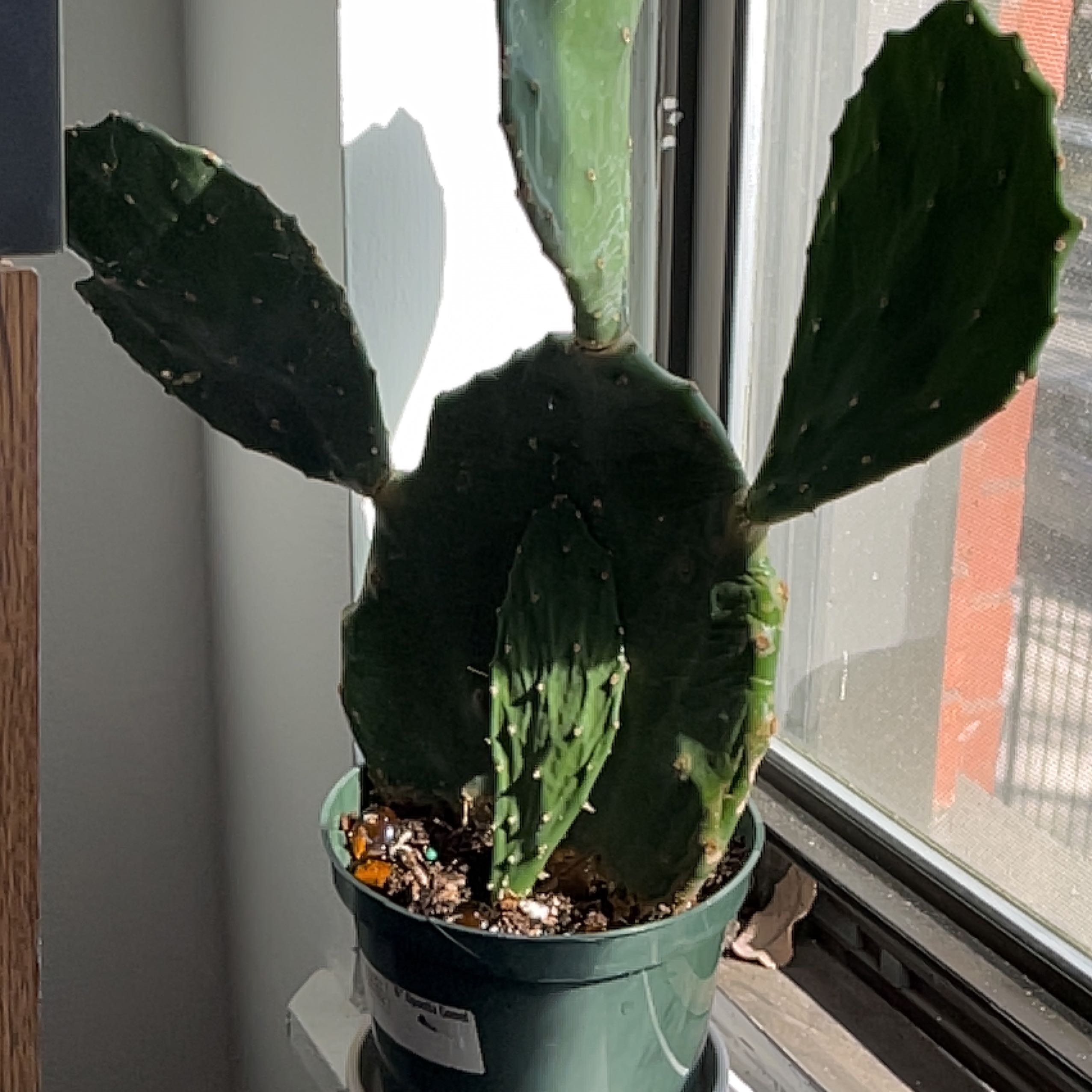 Keep Your Old Mexico Prickly Pear Alive: Light, Water & Care Instructions