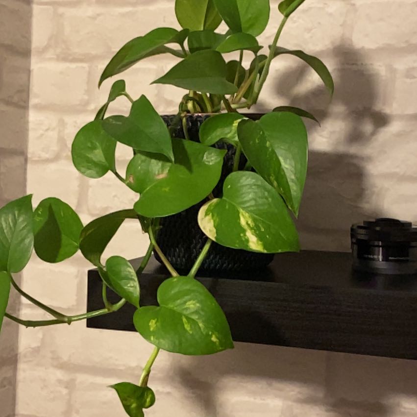 Eder | A plant by @AlluringPeyote on Greg