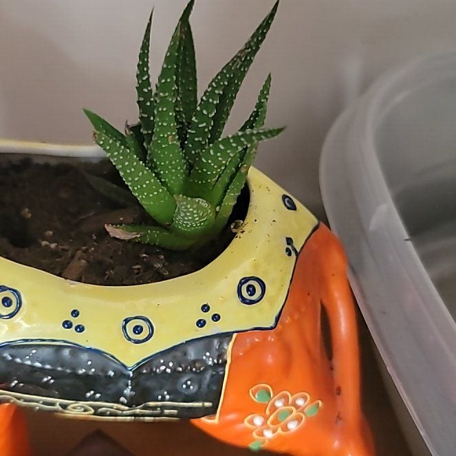 Gregarious | A plant by @DearGreyghost on Greg