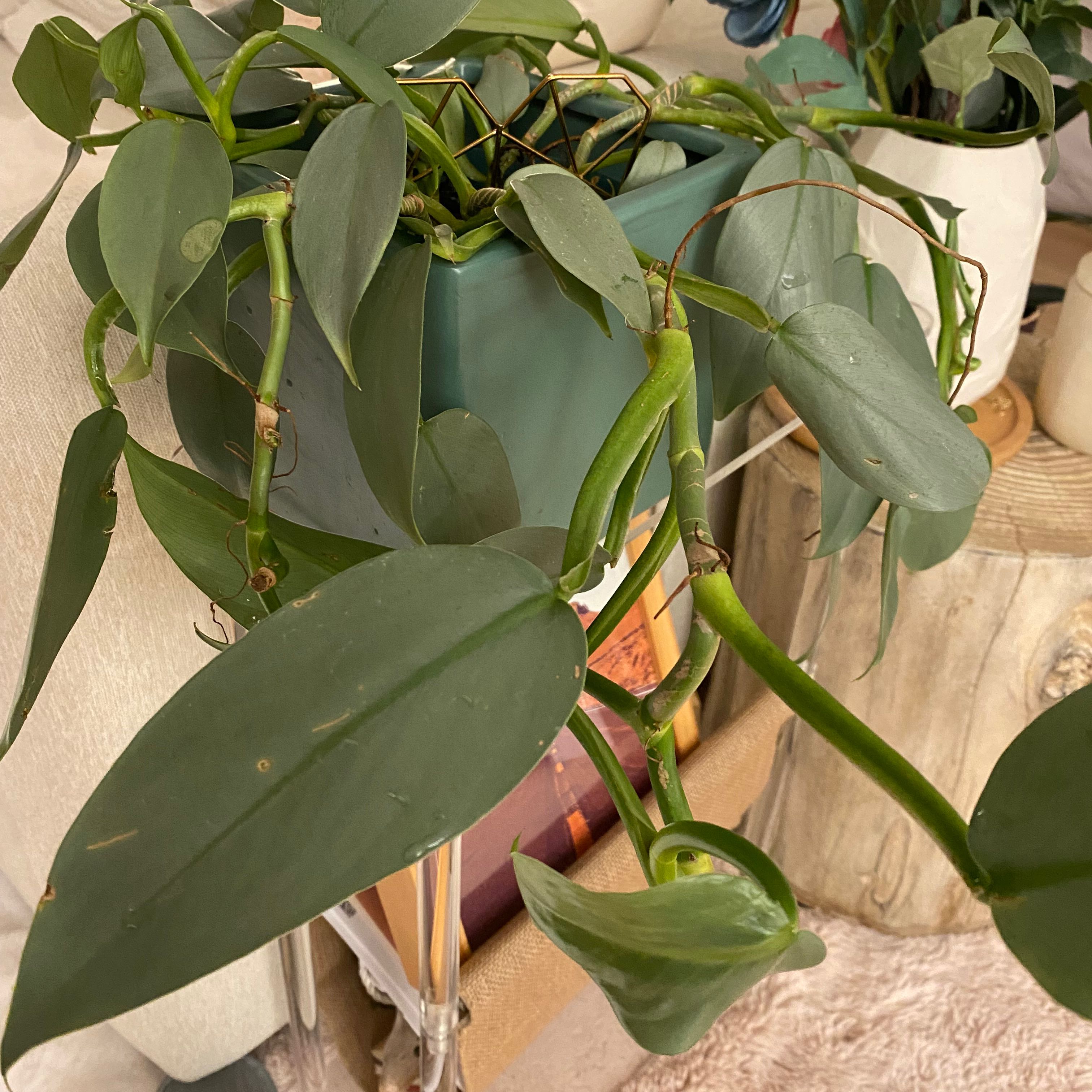 Dax | A plant by @StockyHeather on Greg