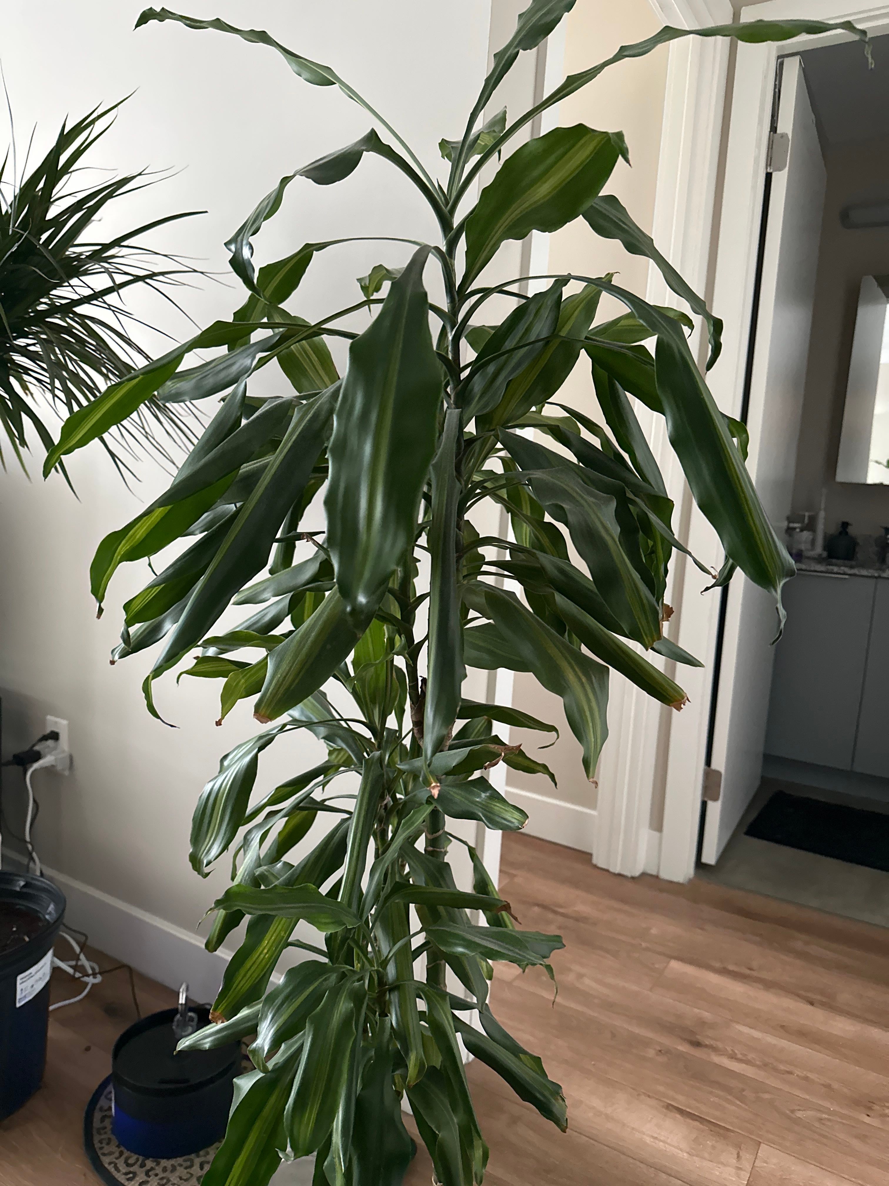 What Are The Bugs on My Money Tree? 🦟