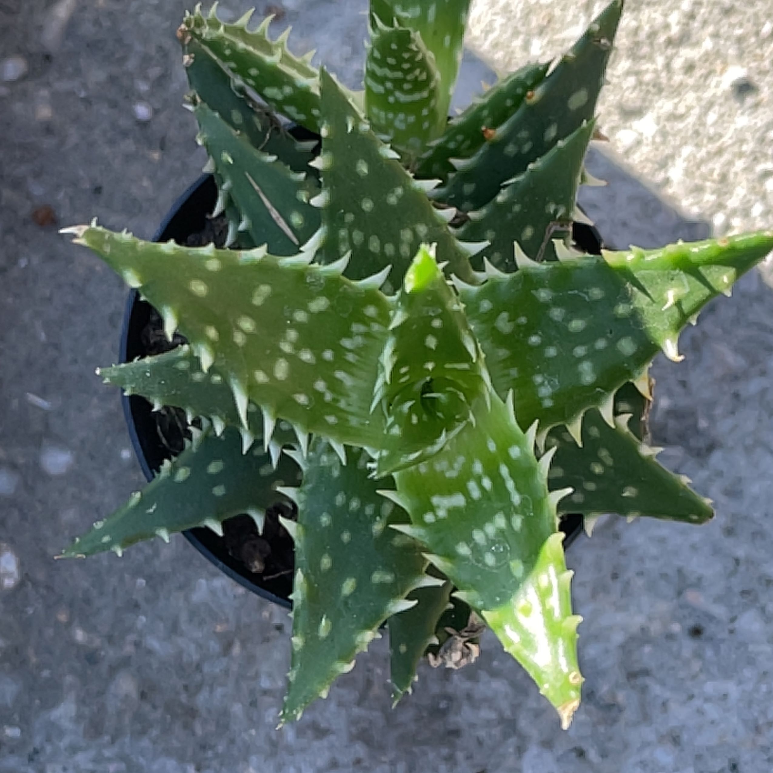 Why Are There Black Spots on My Aloe 'Minnie Belle' Leaves?