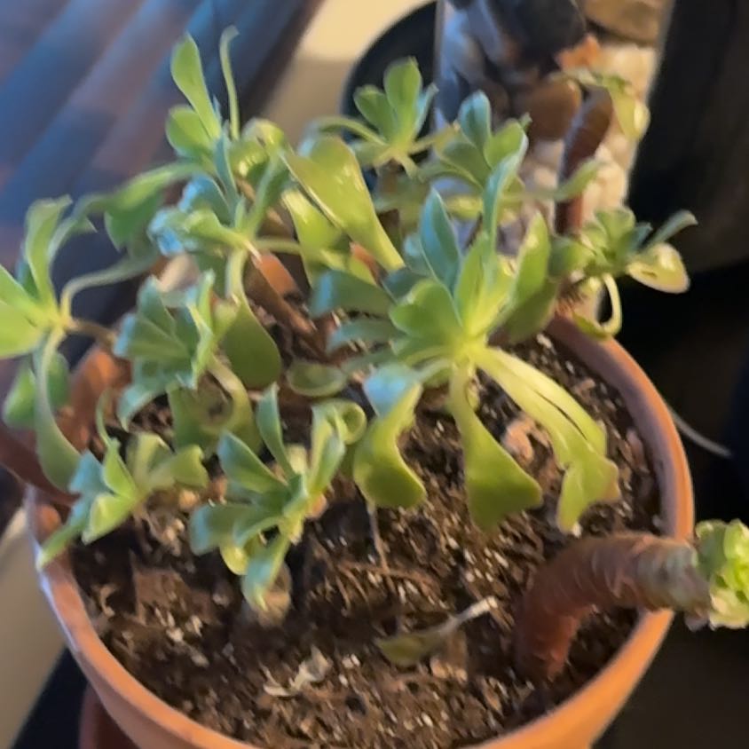 Marley | A plant by @CleanTeatree on Greg