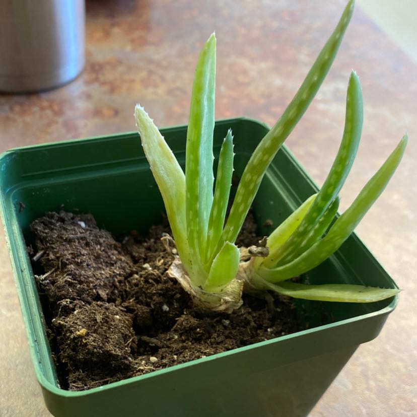 🌡 What Is A Good Temperature Range For My Aloe Vera?