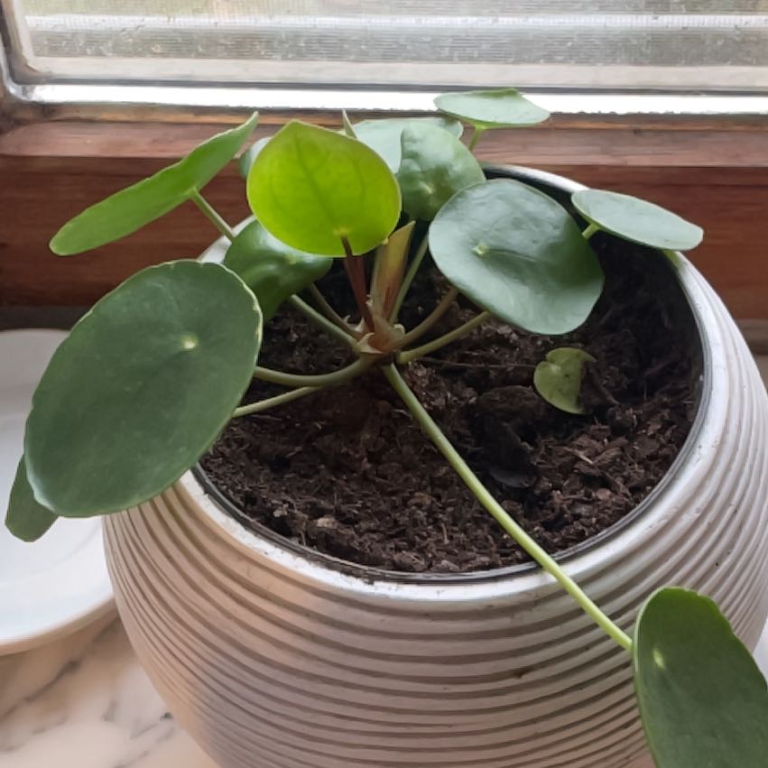 Wall-E | A plant by @ArdentSeaaster on Greg