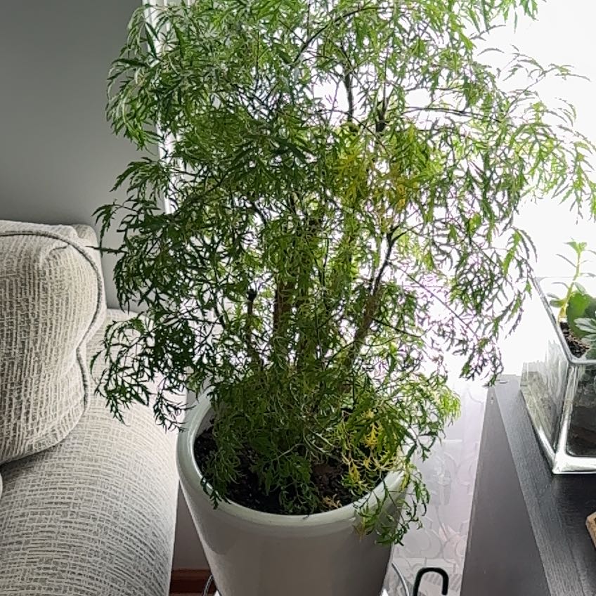 Happiness tree | A plant by @NativeBrushbox on Greg