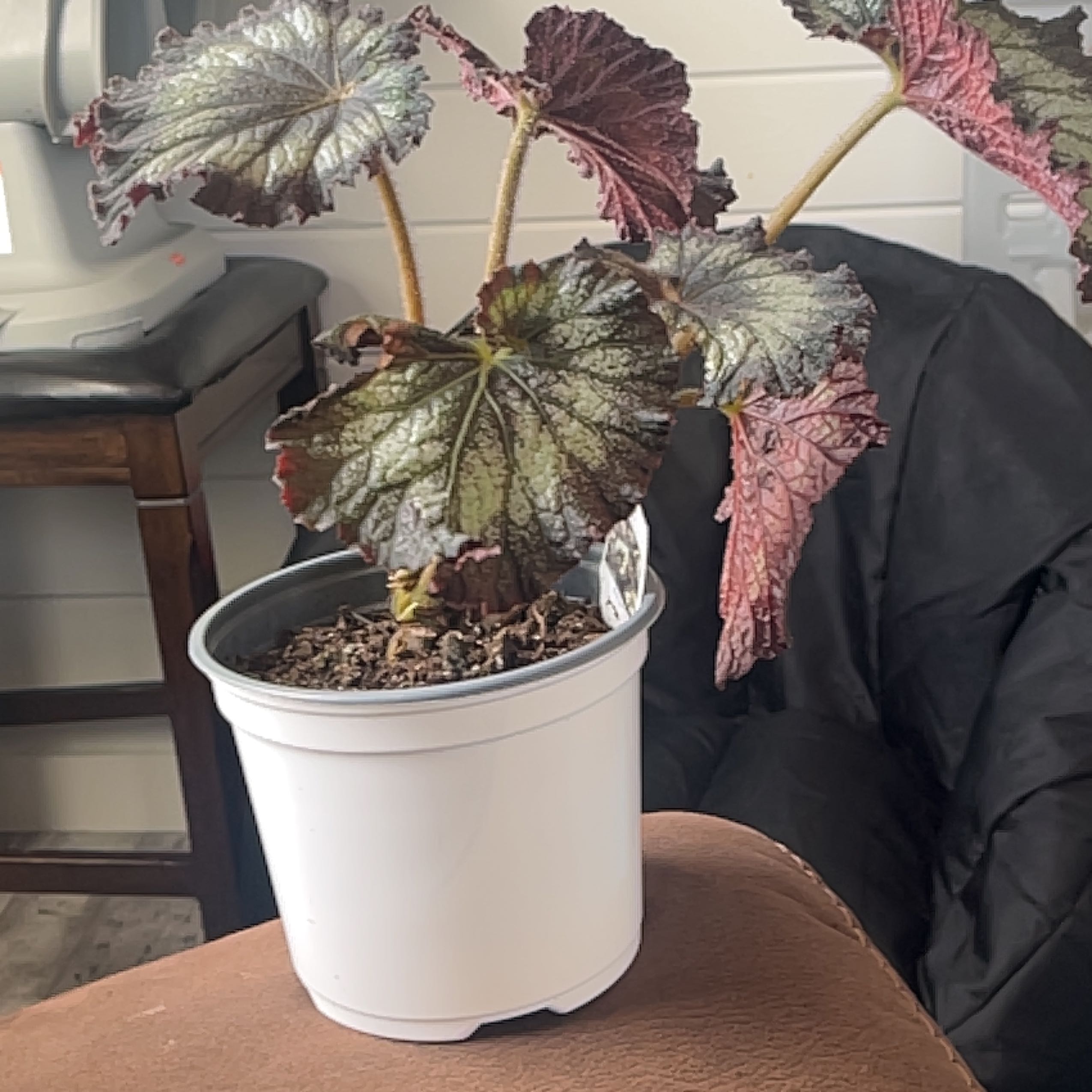 Rex | A plant by @MotherLarkspur on Greg