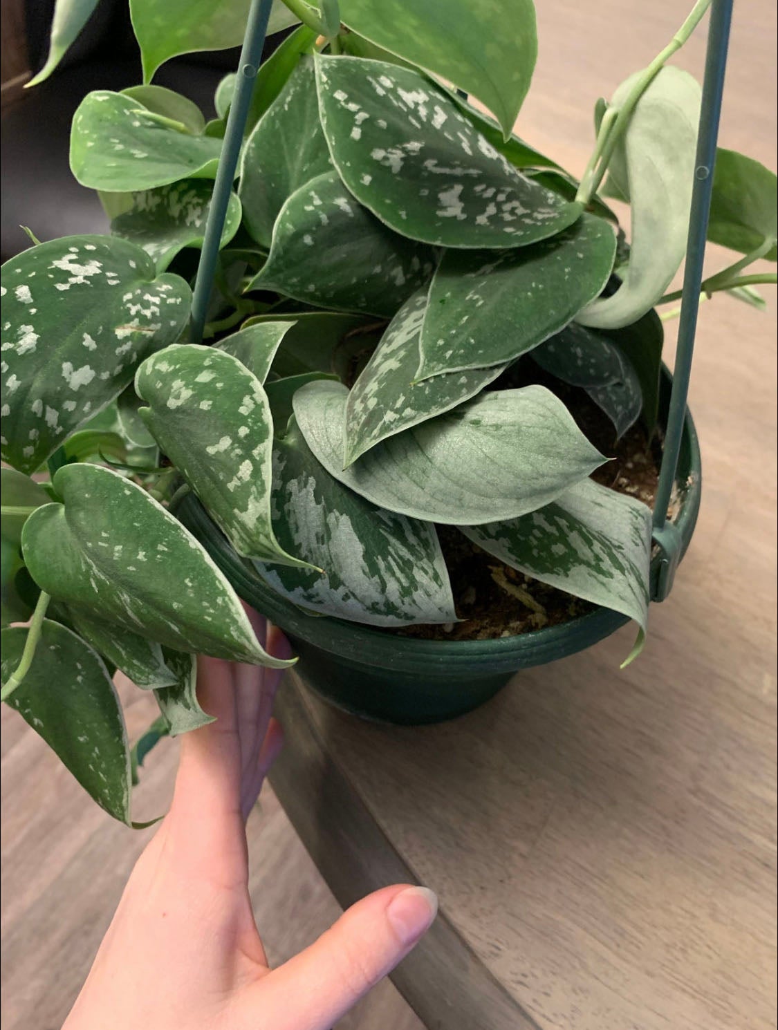 Why Are There Black Spots on My Silver Anne Pothos Leaves?