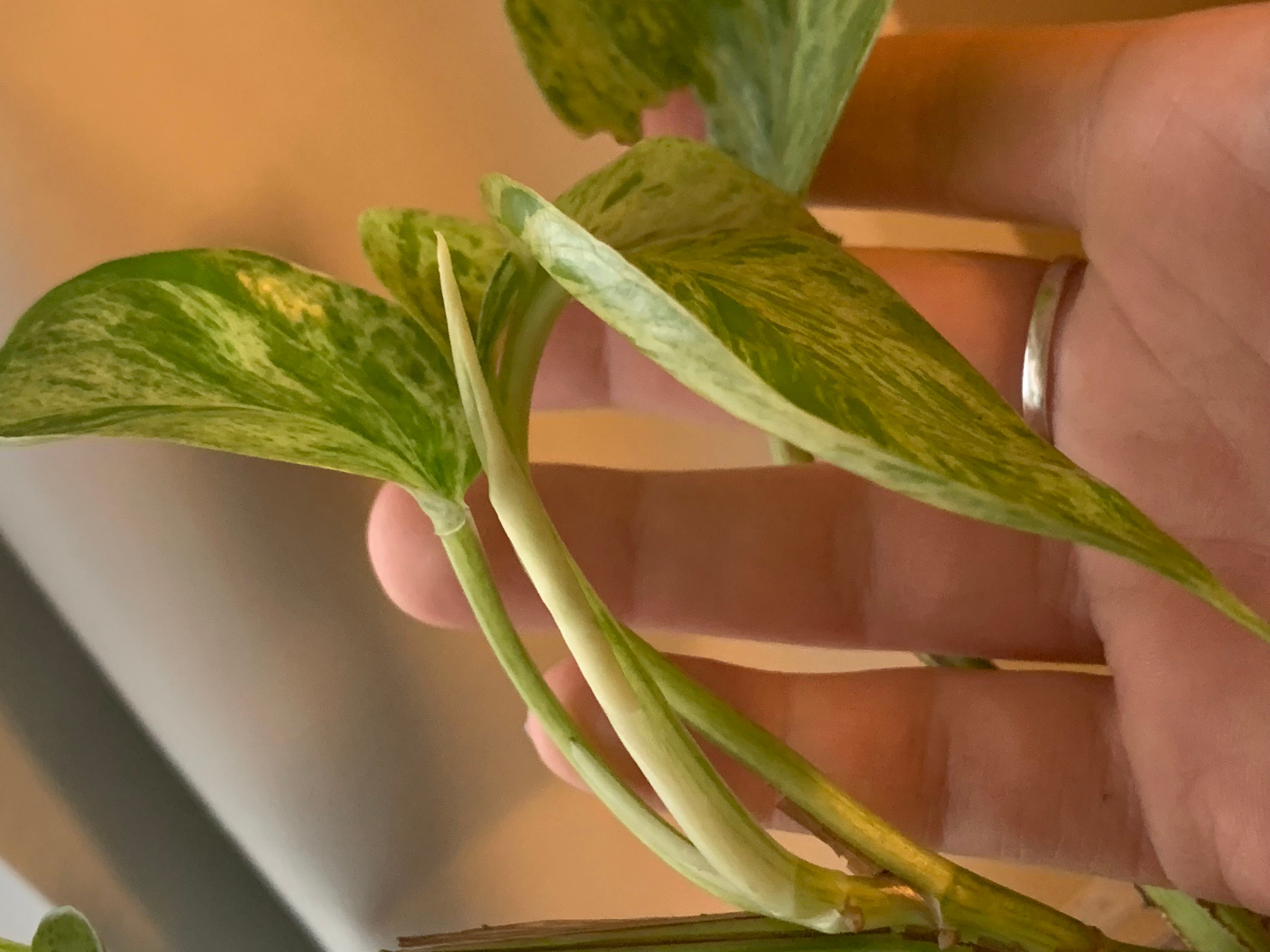 Symbolism and Benefits of the Philodendron 'Rudolph'