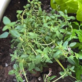 alara | A plant by @MerryOleaster on Greg