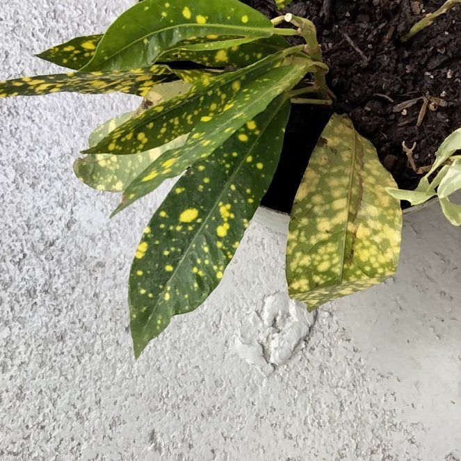 Kobe | A plant by @TryWindowleaf on Greg