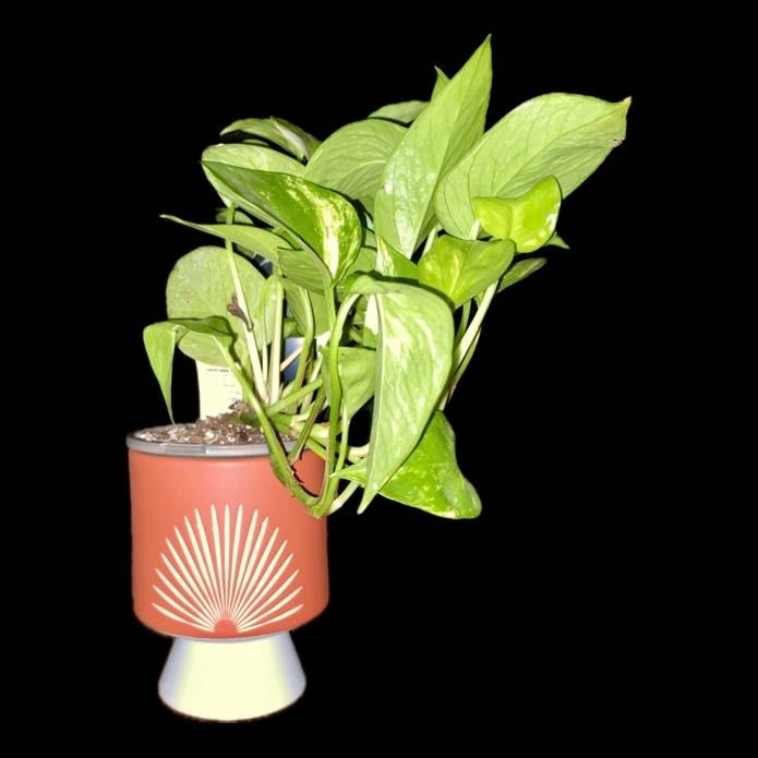 The Complete Golden Pothos Plant Care Guide: Water, Light & Beyond