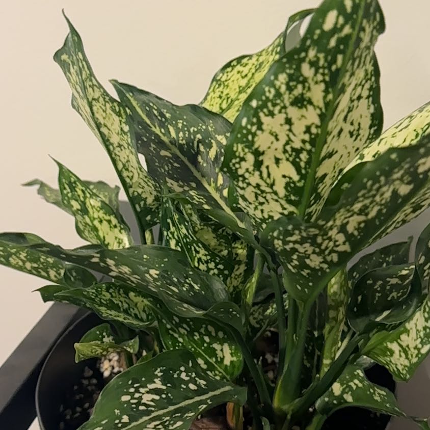 Stella | A plant by @JocoseApplerose on Greg