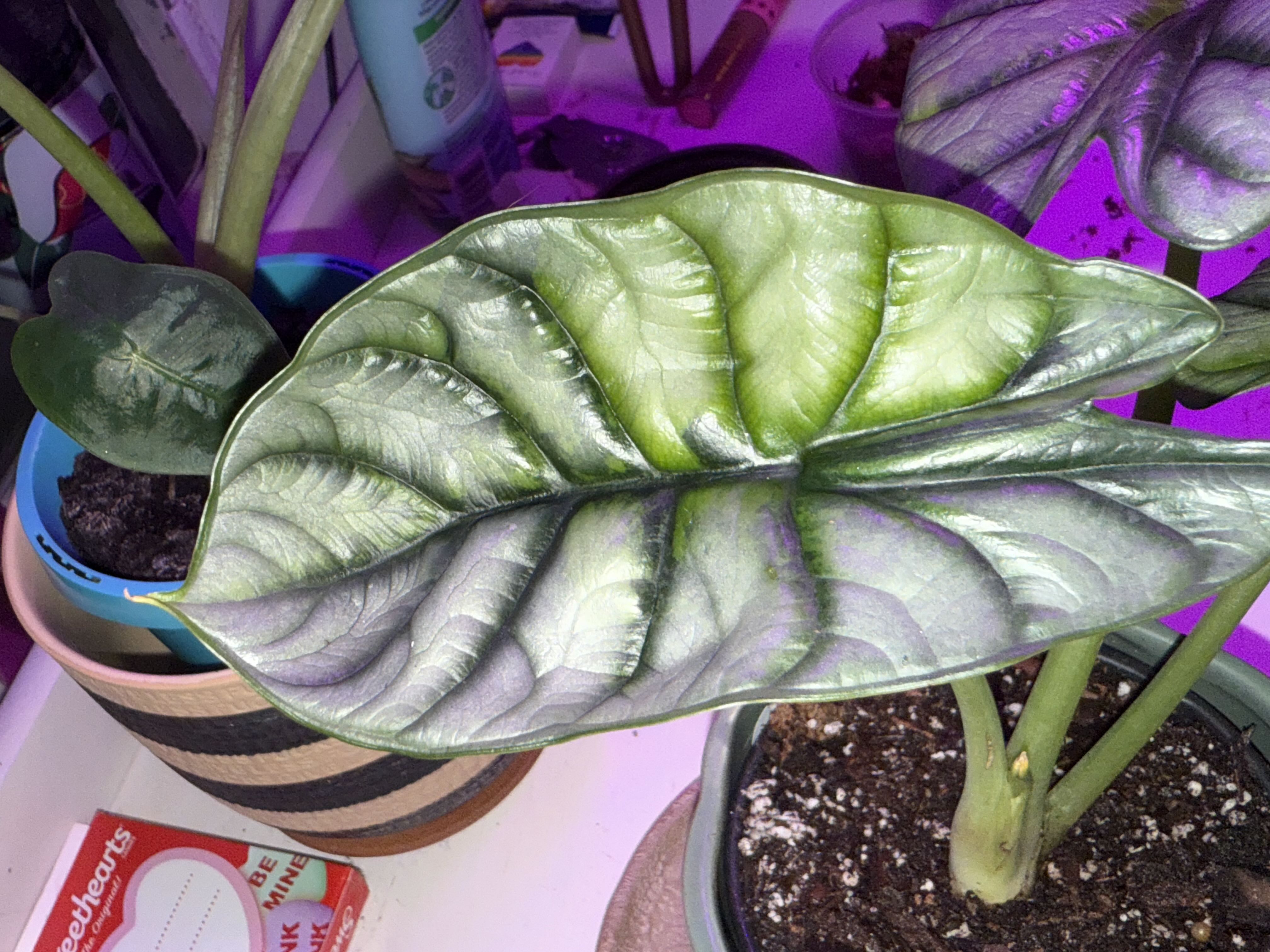 The Complete Alocasia 'Sumo' Elephant Ear Plant Care Guide: Water ...
