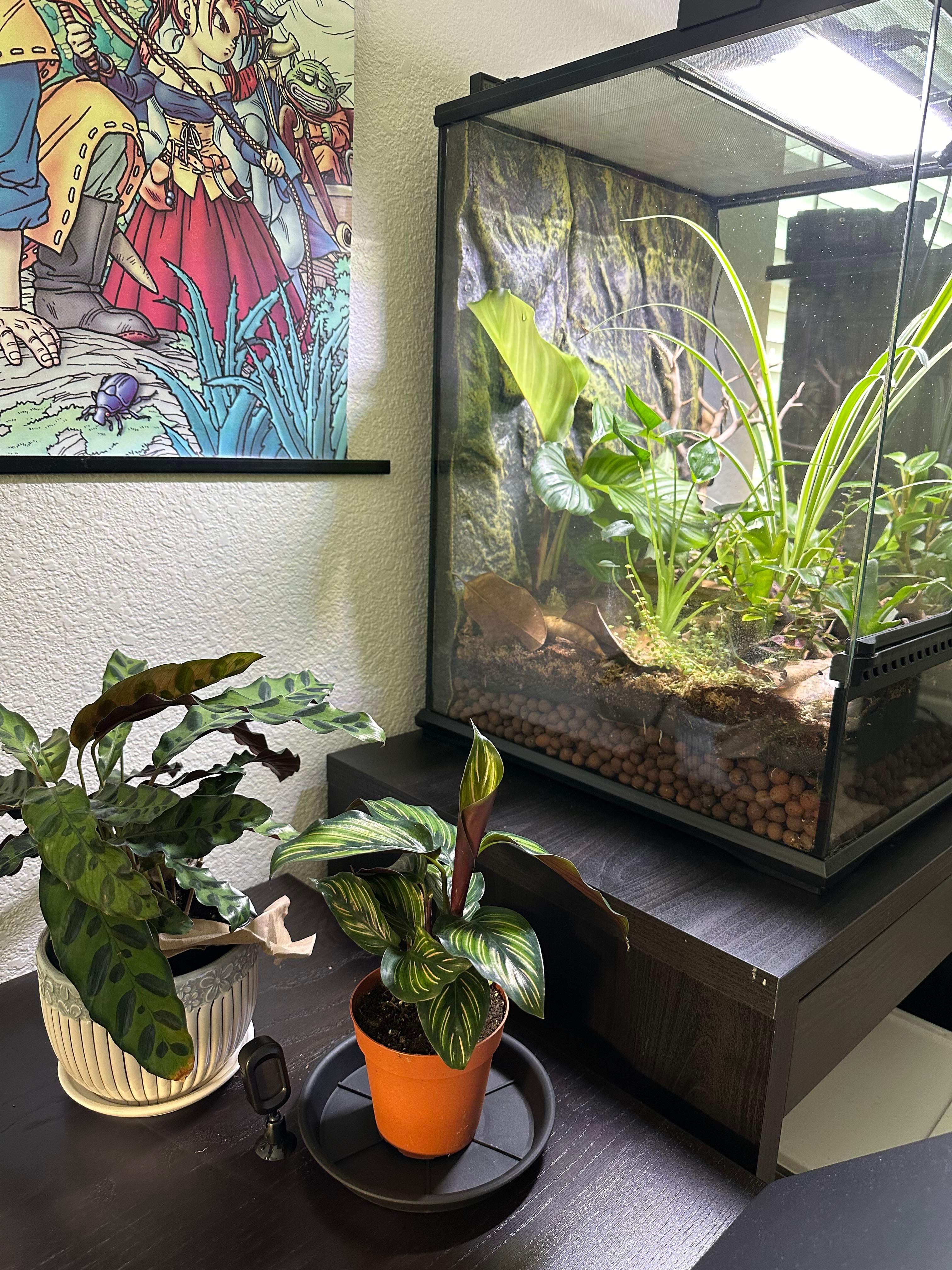 What Do I Do About calathea fasciata root rot?